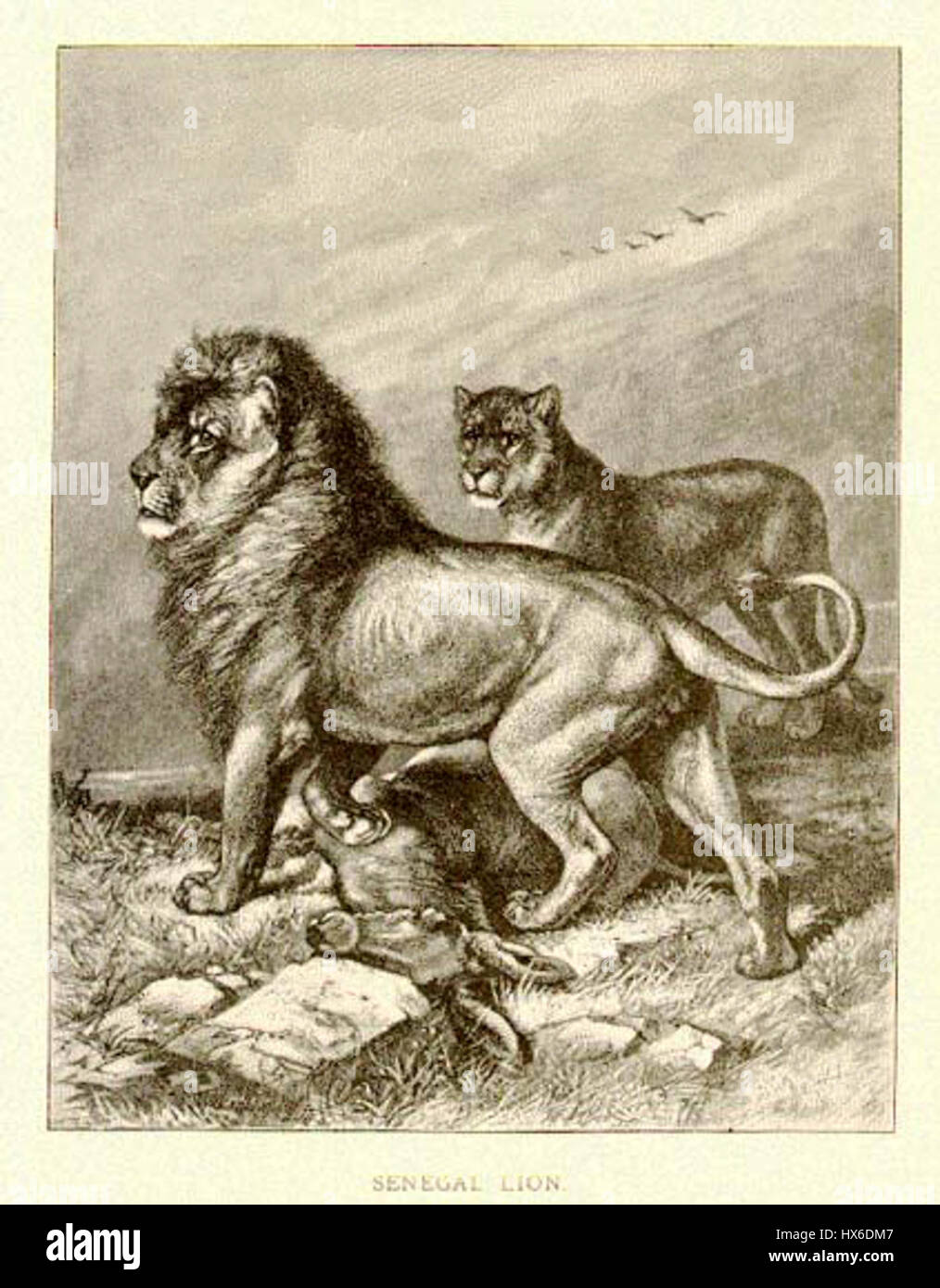 This black-and-white photograph, *Senegal Lion 1898*, captures the ...