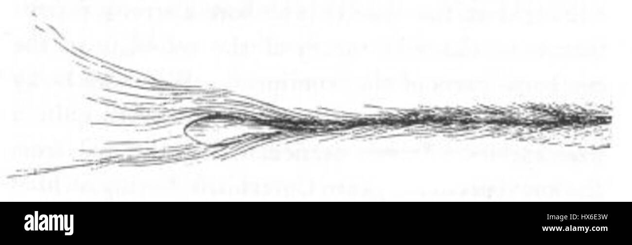 This depiction of the singular tail of a kangaroo is part of early ...