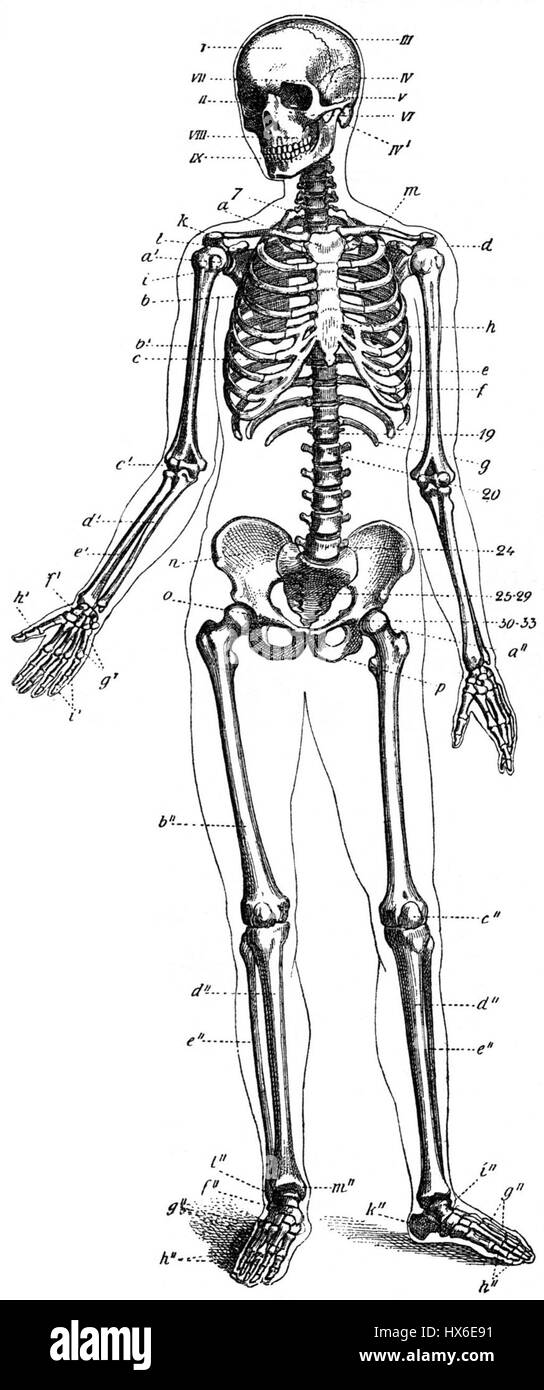 A 'Skelett Mensch' (Skeleton Man) drawing typically refers to ...