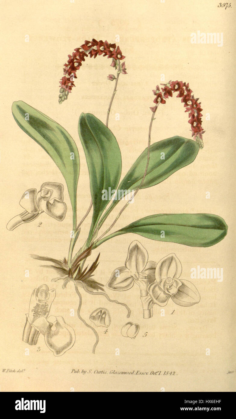Stelis ciliaris, previously known as Stelis atropurpurea, is a species ...