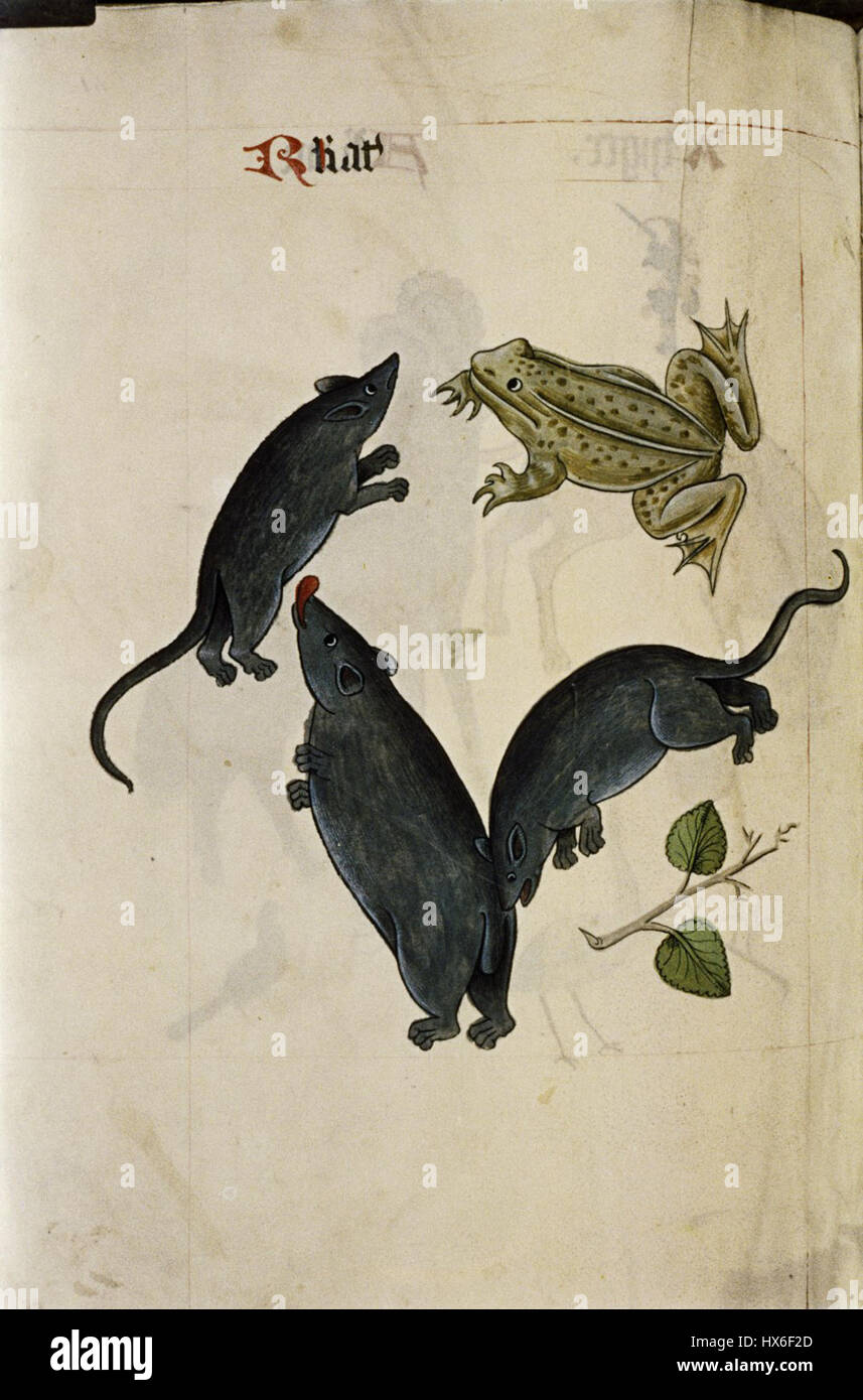 The Tudor pattern book MS. Ashmole 1504 is a manuscript showcasing ...