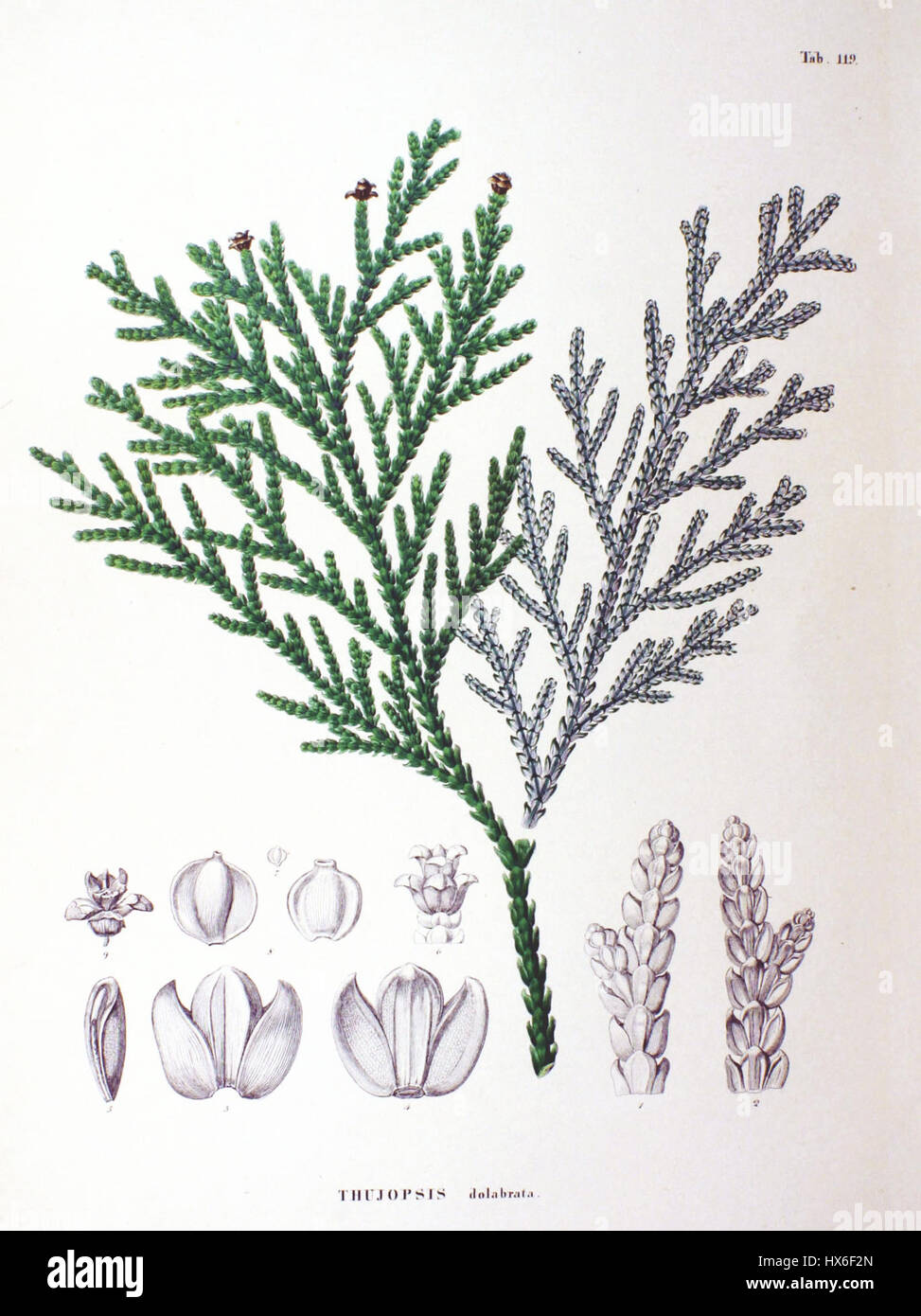 ‘Thujopsis dolabrata SZ119’ refers to a species of tree known as the ...