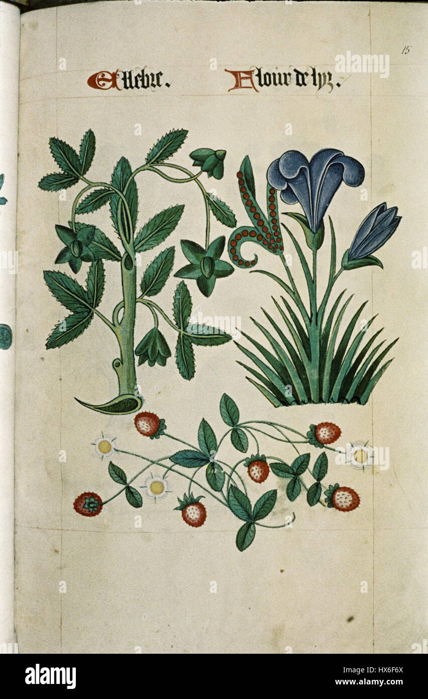 The Tudor pattern book, MS. Ashmole 1504, is an important manuscript ...