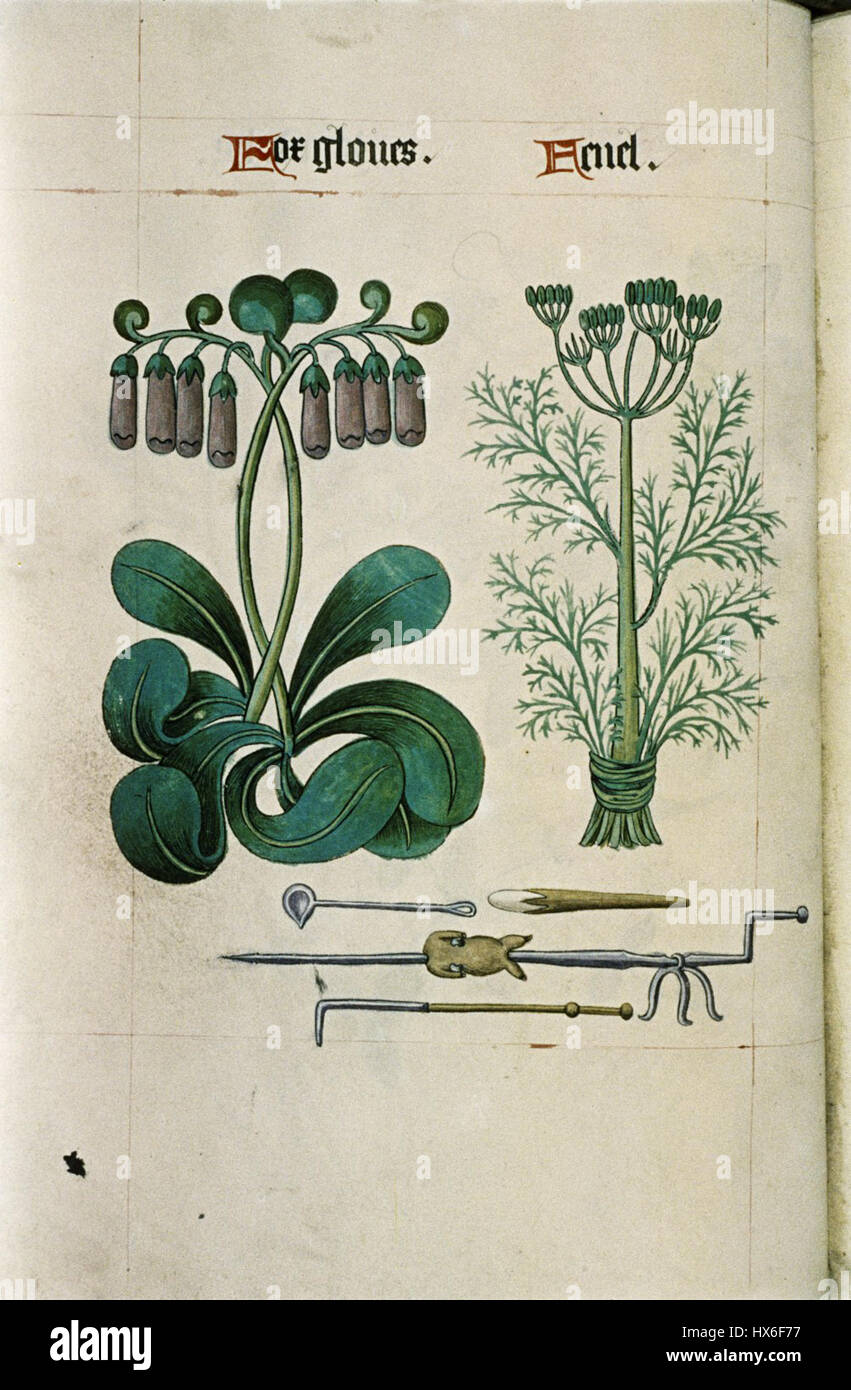 This manuscript, MS. Ashmole 1504, contains designs from the Tudor ...