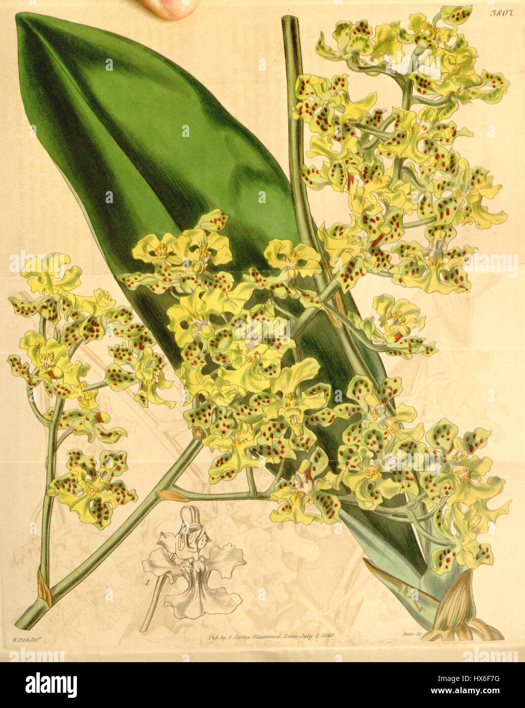 Trichocentrum cavendishianum, also known as Oncidium pachyphyllum, is a ...