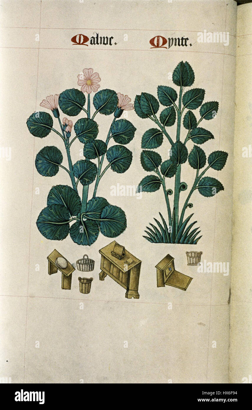 The Tudor pattern book MS. Ashmole 1504 is a significant manuscript ...