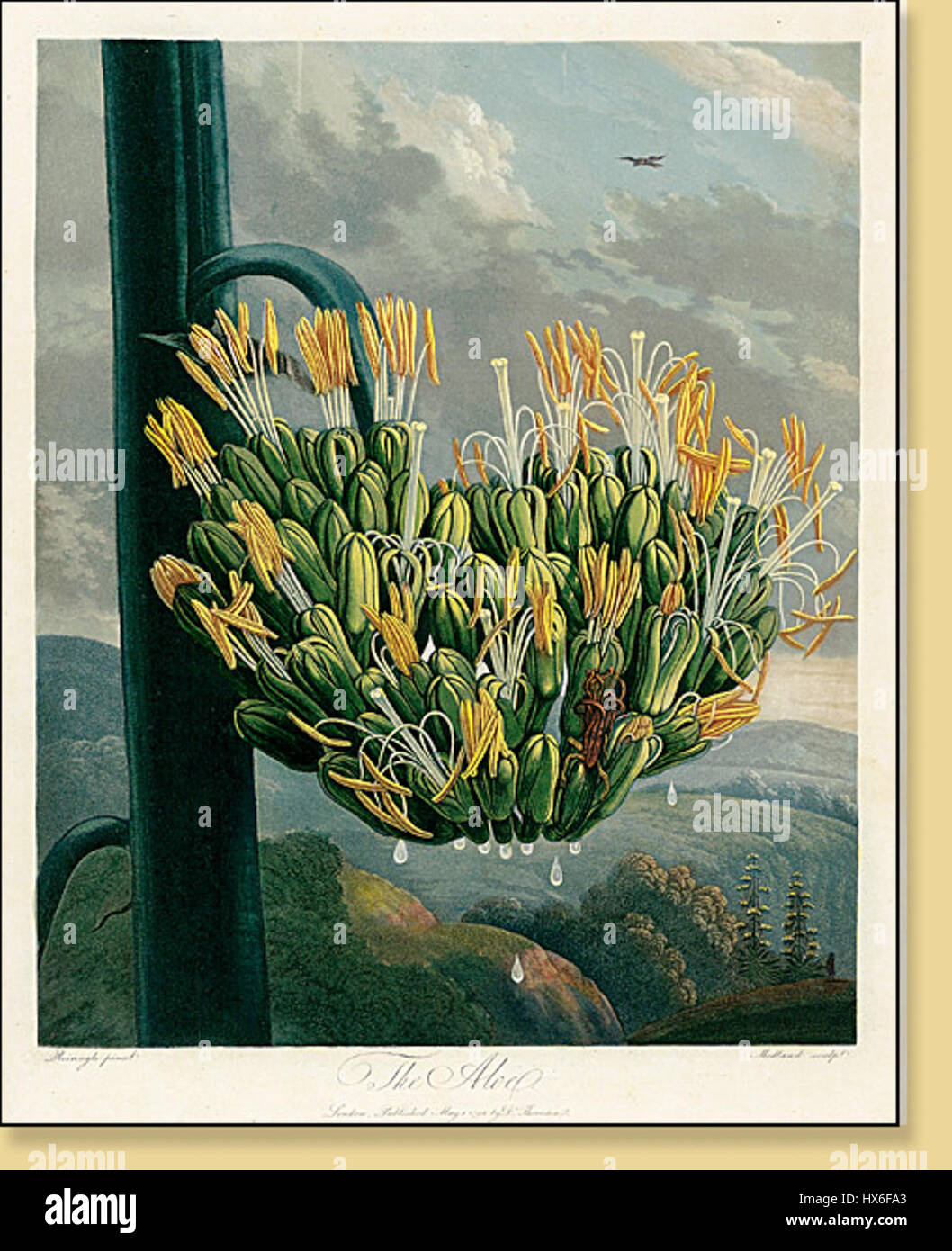 'The Temple of Flora, Aloe' is part of a botanical series by an unknown ...