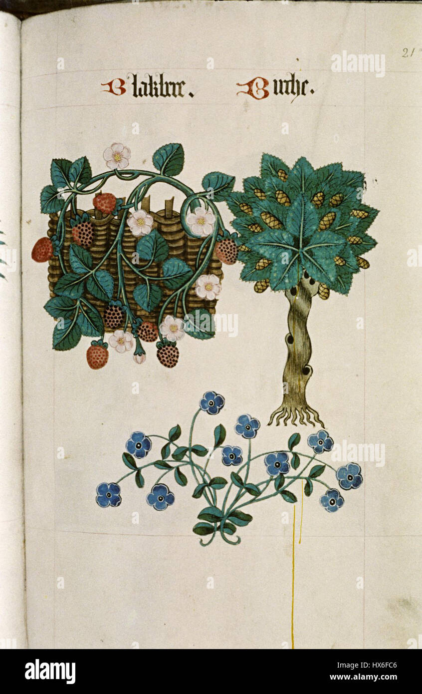 The Tudor pattern book MS. Ashmole 1504 is a manuscript dating back to ...