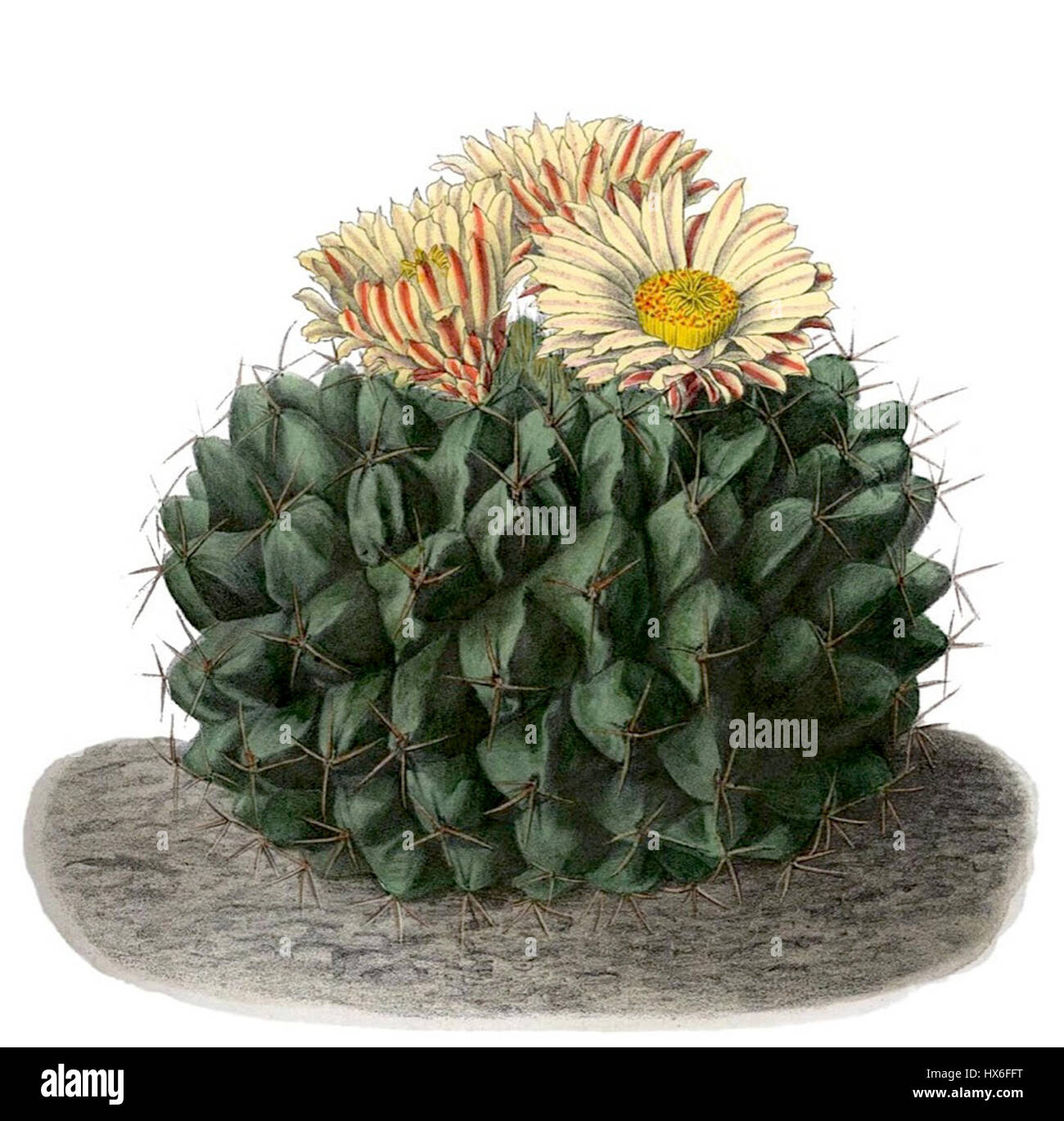Thelocactus rinconensis is a species of cactus native to regions in ...