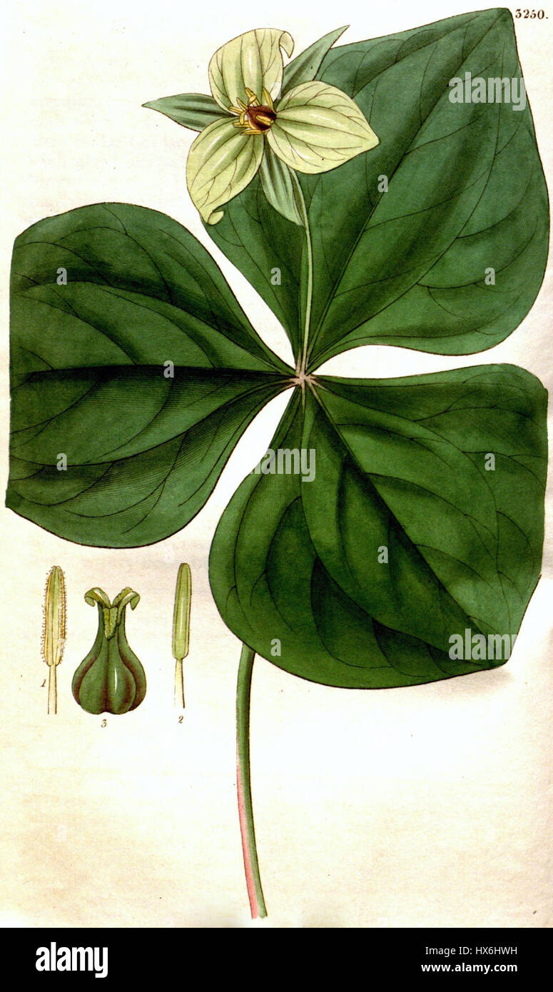 A botanical representation of Trillium erectum, also known as Red ...
