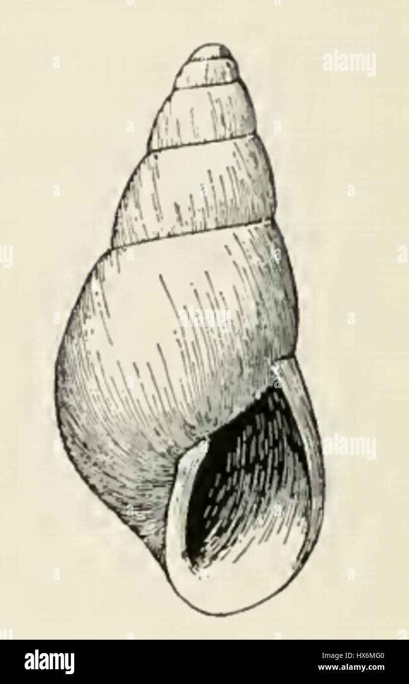 'Odostomia sitkaensis' is a species of sea snail within the family ...
