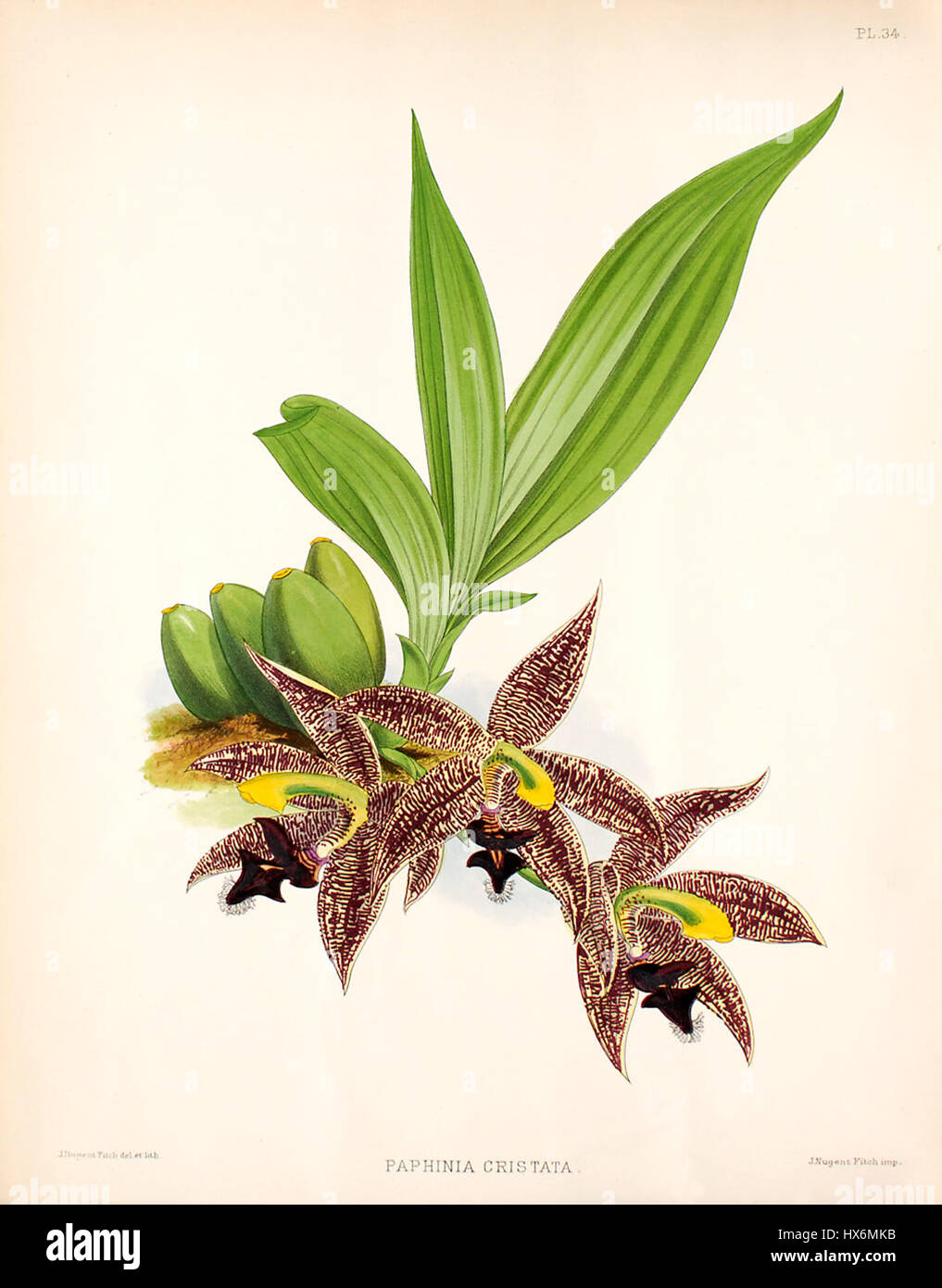 Paphinia cristata, a species of orchid, is known for its distinctive ...