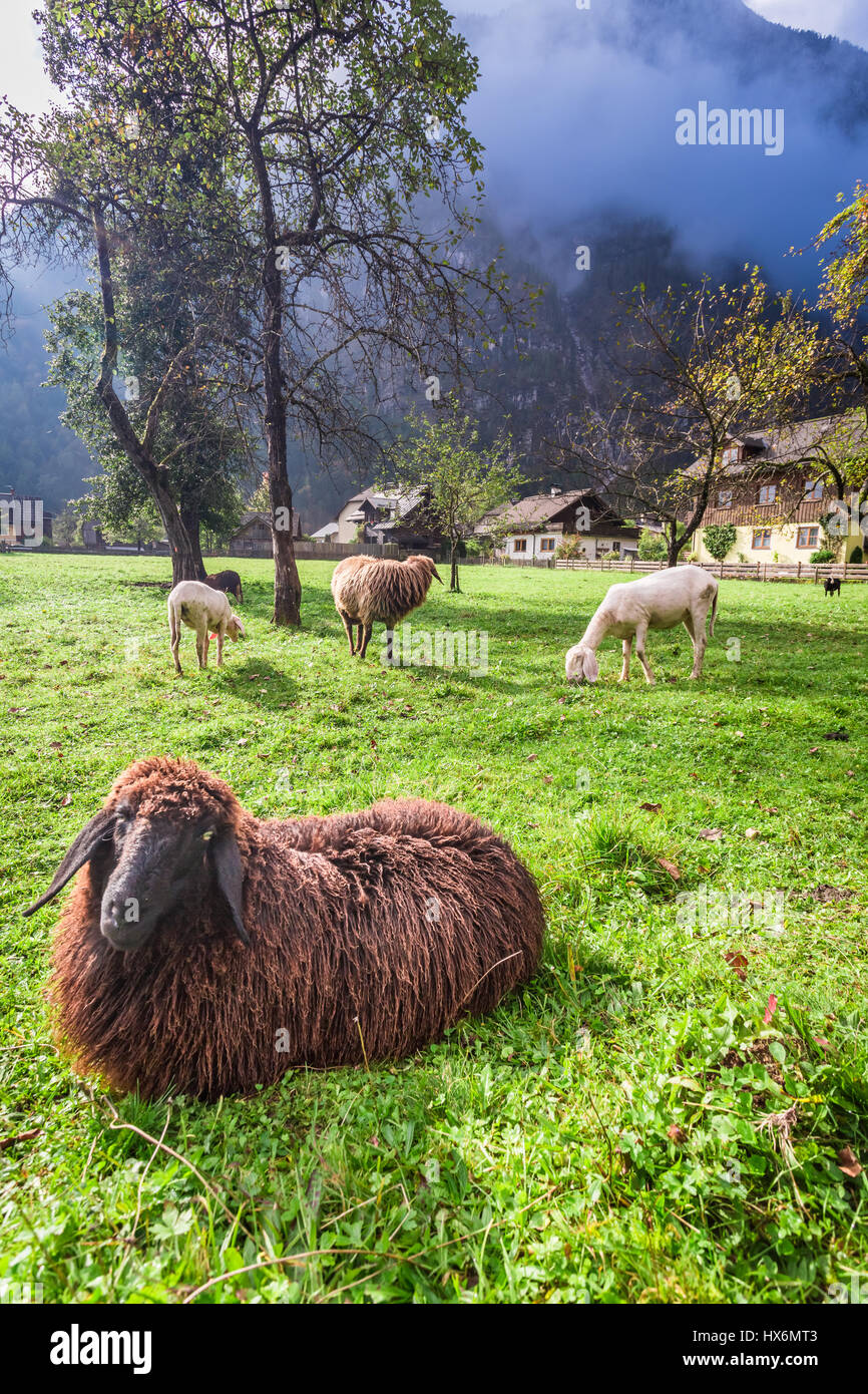 Grass field grazed by sheep hi-res stock photography and images - Alamy