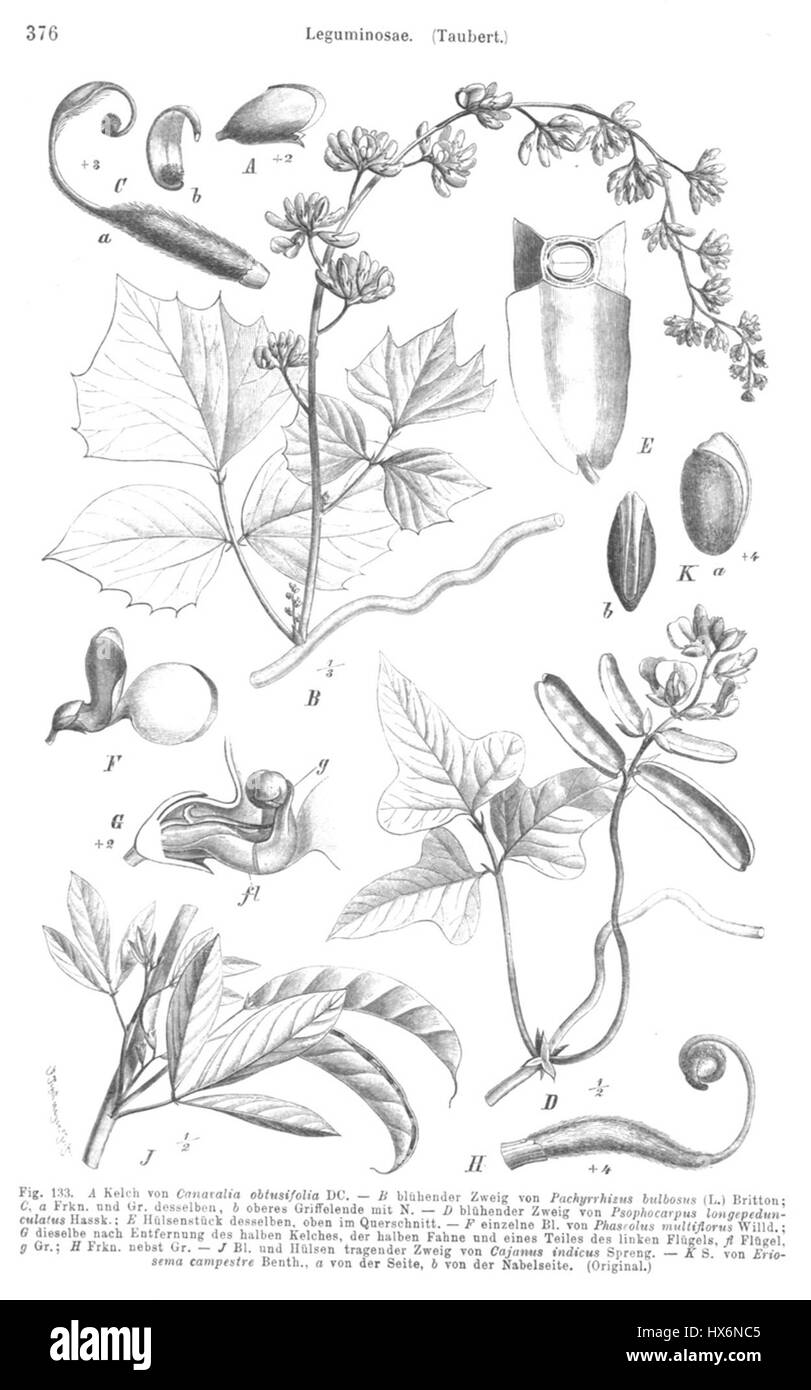 A scientific study on Phaseoleae species, documented in a 19th-century ...