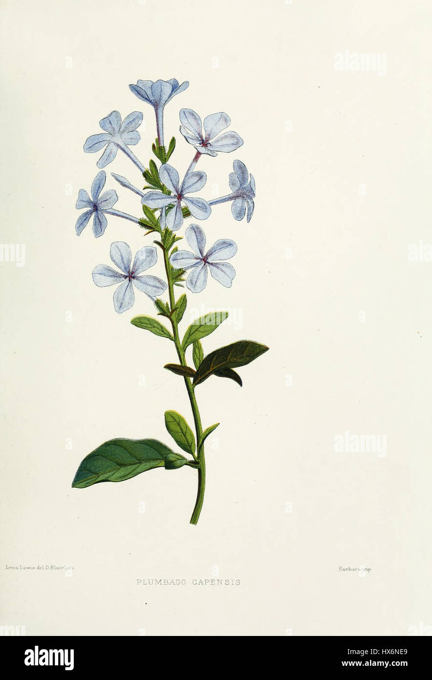 Plumbago capensis, also known as the Cape plumbago, is a flowering ...
