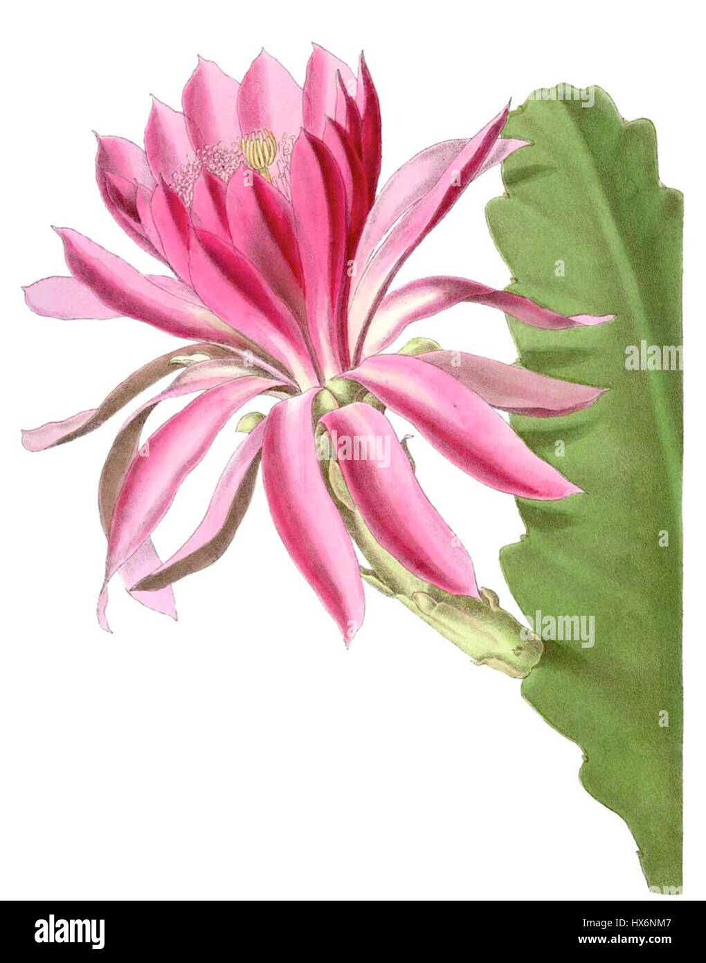 Hybrid research Cut Out Stock Images & Pictures - Alamy