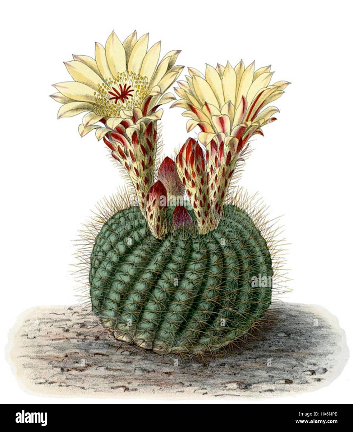 The illustration 'Parodia concinna' depicts a species of cactus, known ...