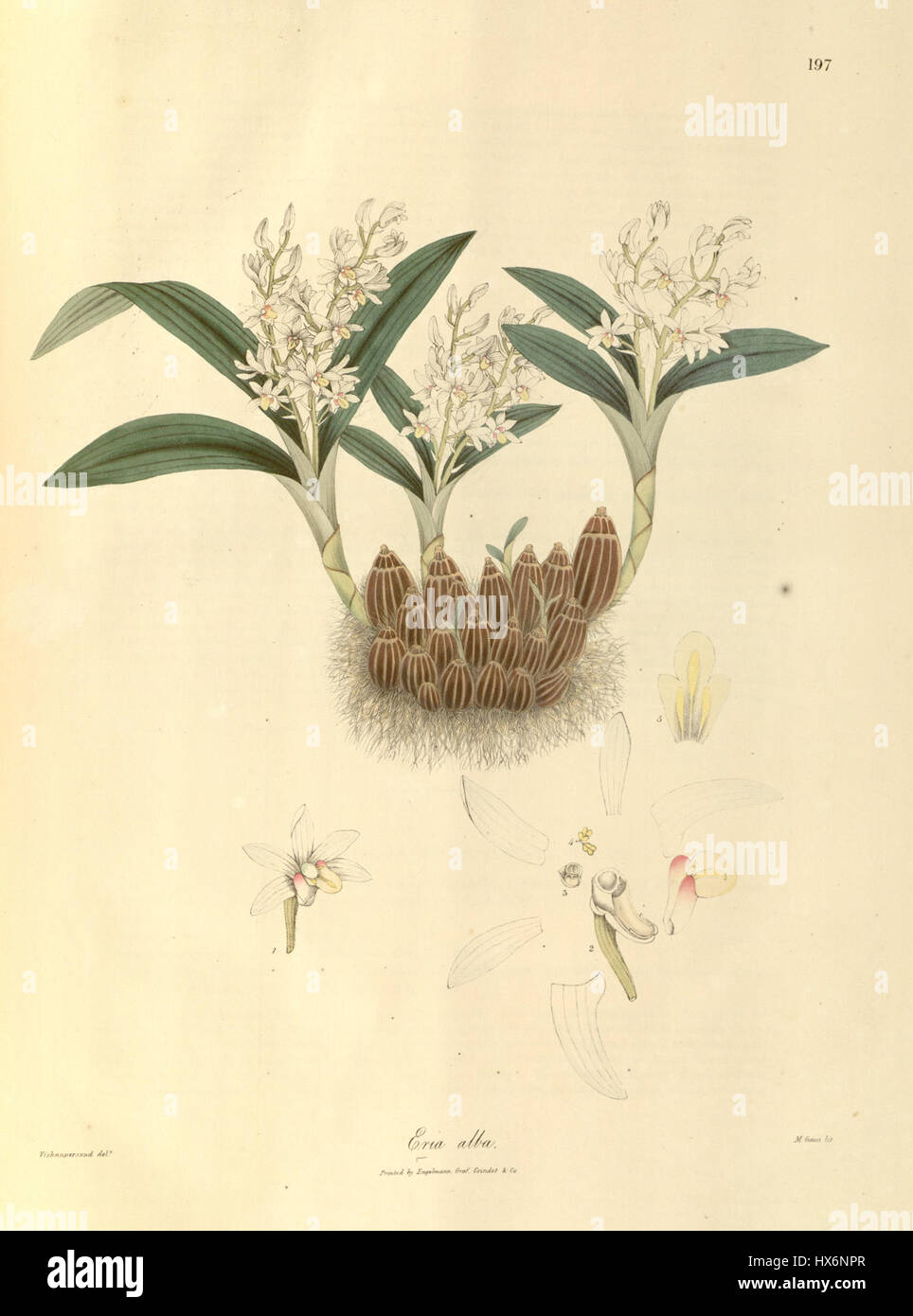 Nathaniel Wallich High Resolution Stock Photography and Images - Alamy