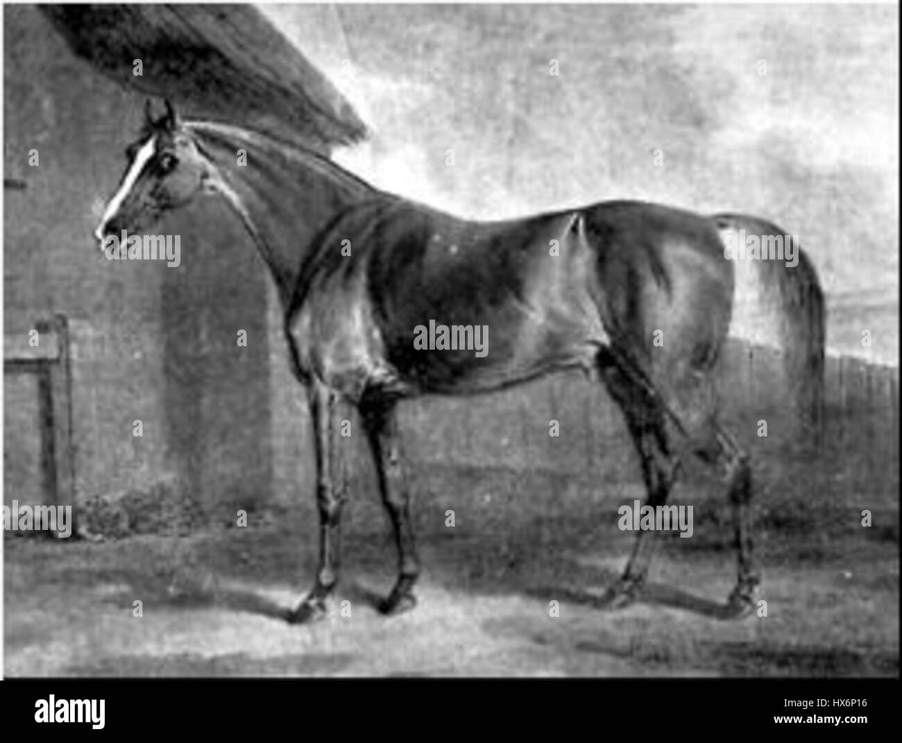 Stubbs horse Black and White Stock Photos & Images - Alamy