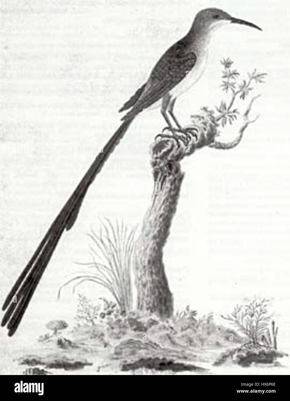 Promerops cafer, commonly known as the Cape sugarbird, is a species of ...