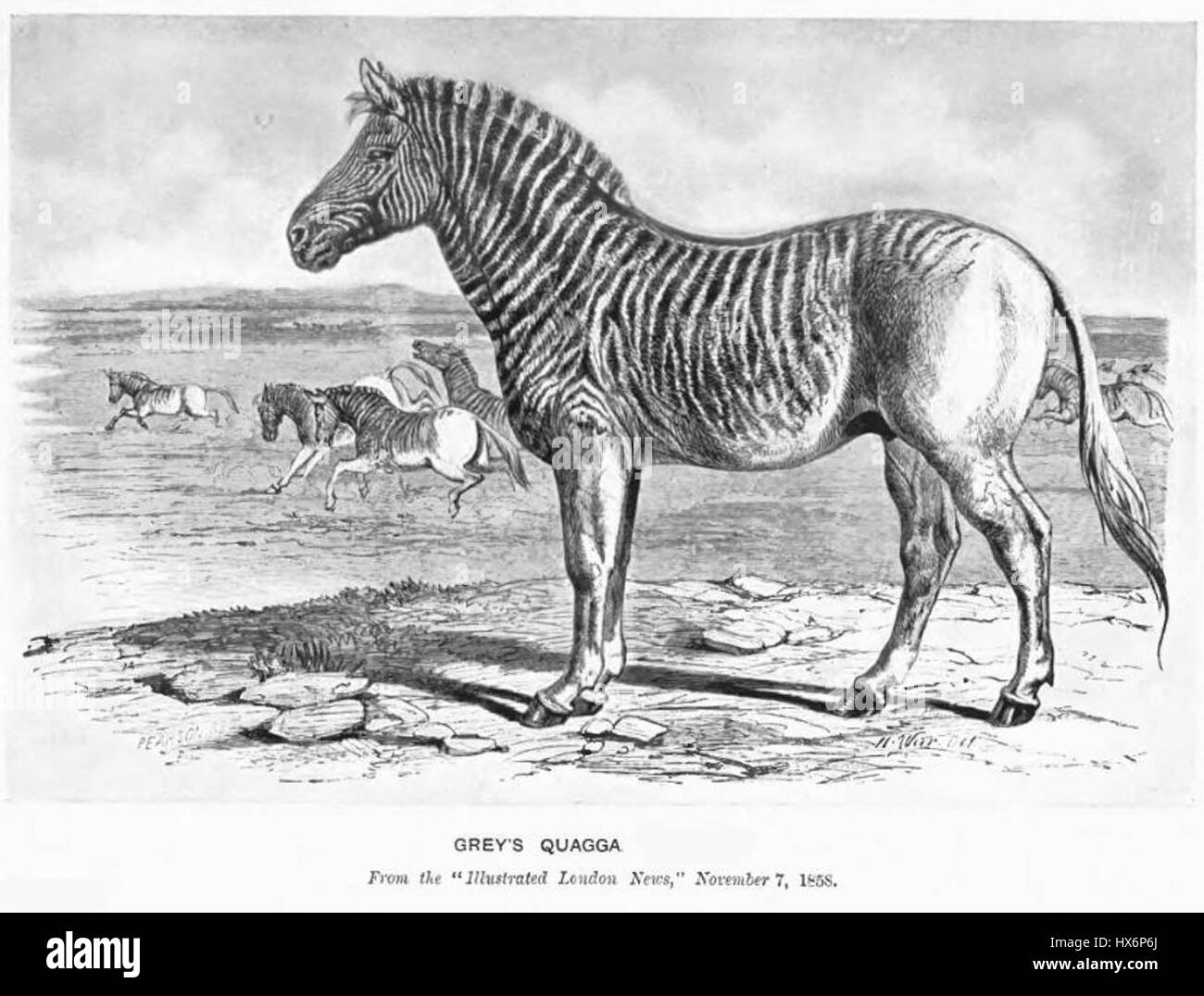 The Quagga, an extinct subspecies of the plains zebra, is featured in ...