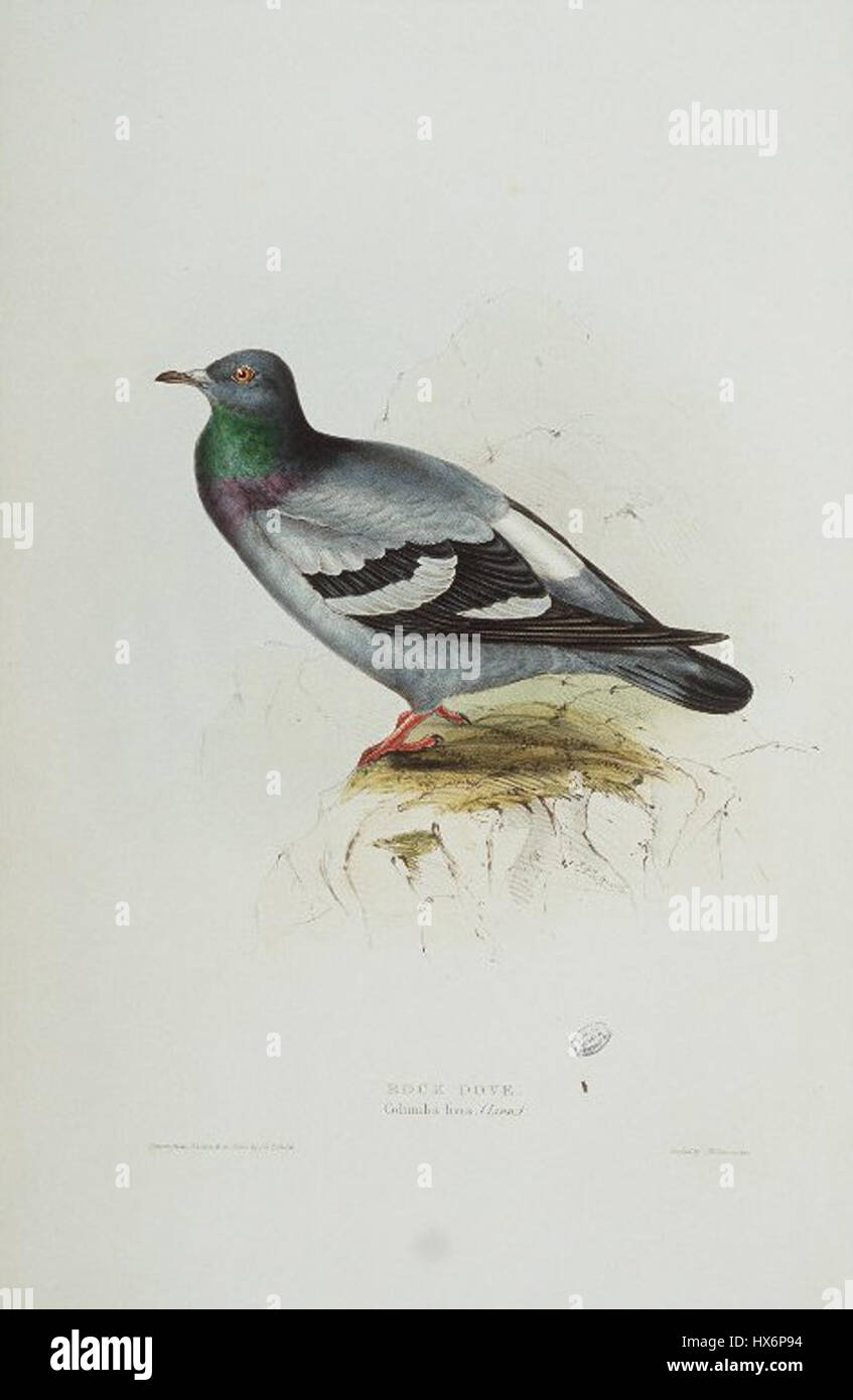 Rock dove painting hi-res stock photography and images - Alamy