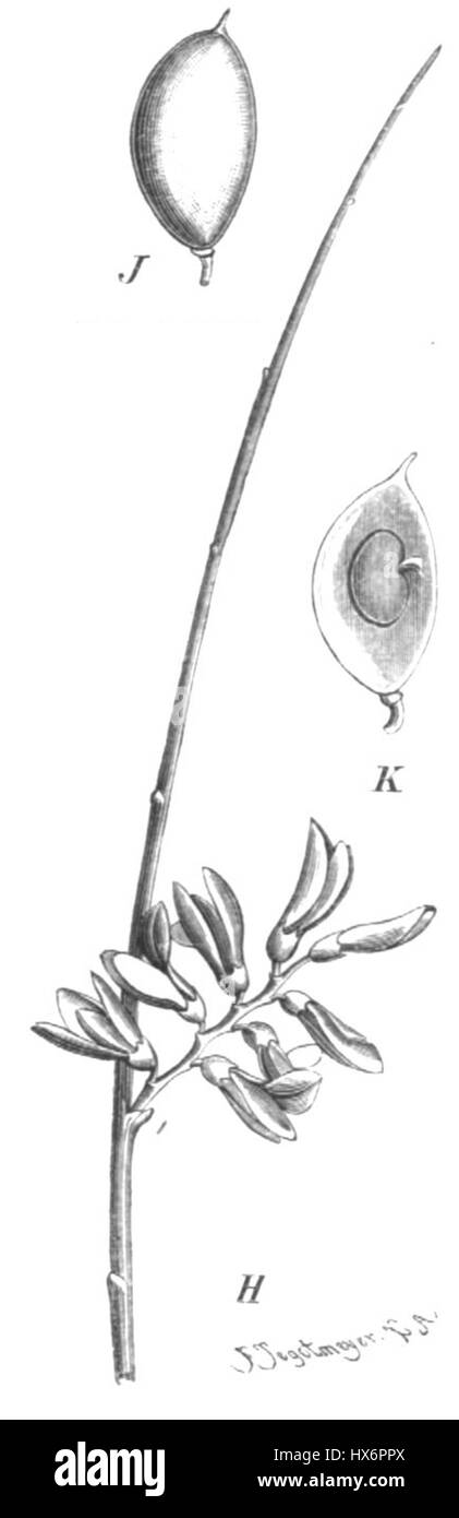 Retama raetam hi-res stock photography and images - Alamy