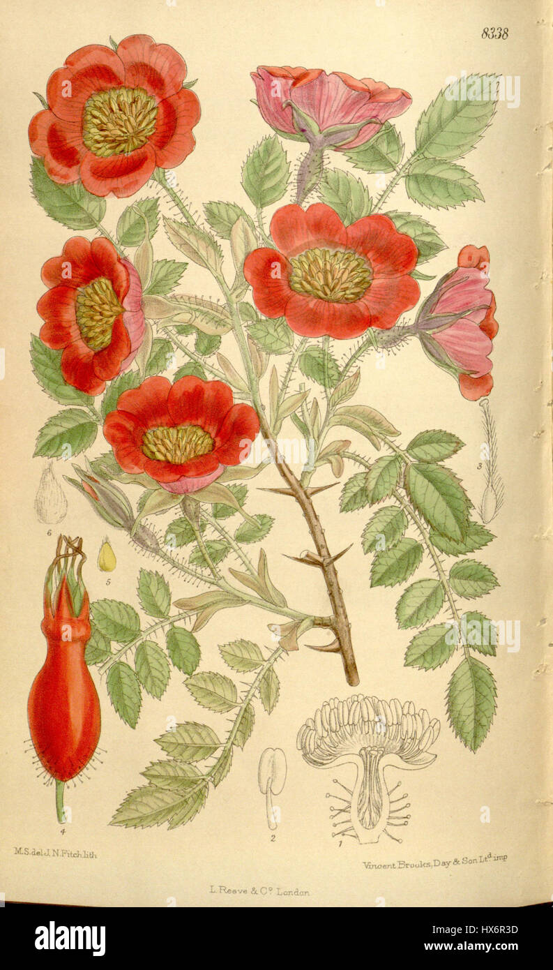 Rosa moyesii, also known as the Moyes' rose, is a species of wild rose ...