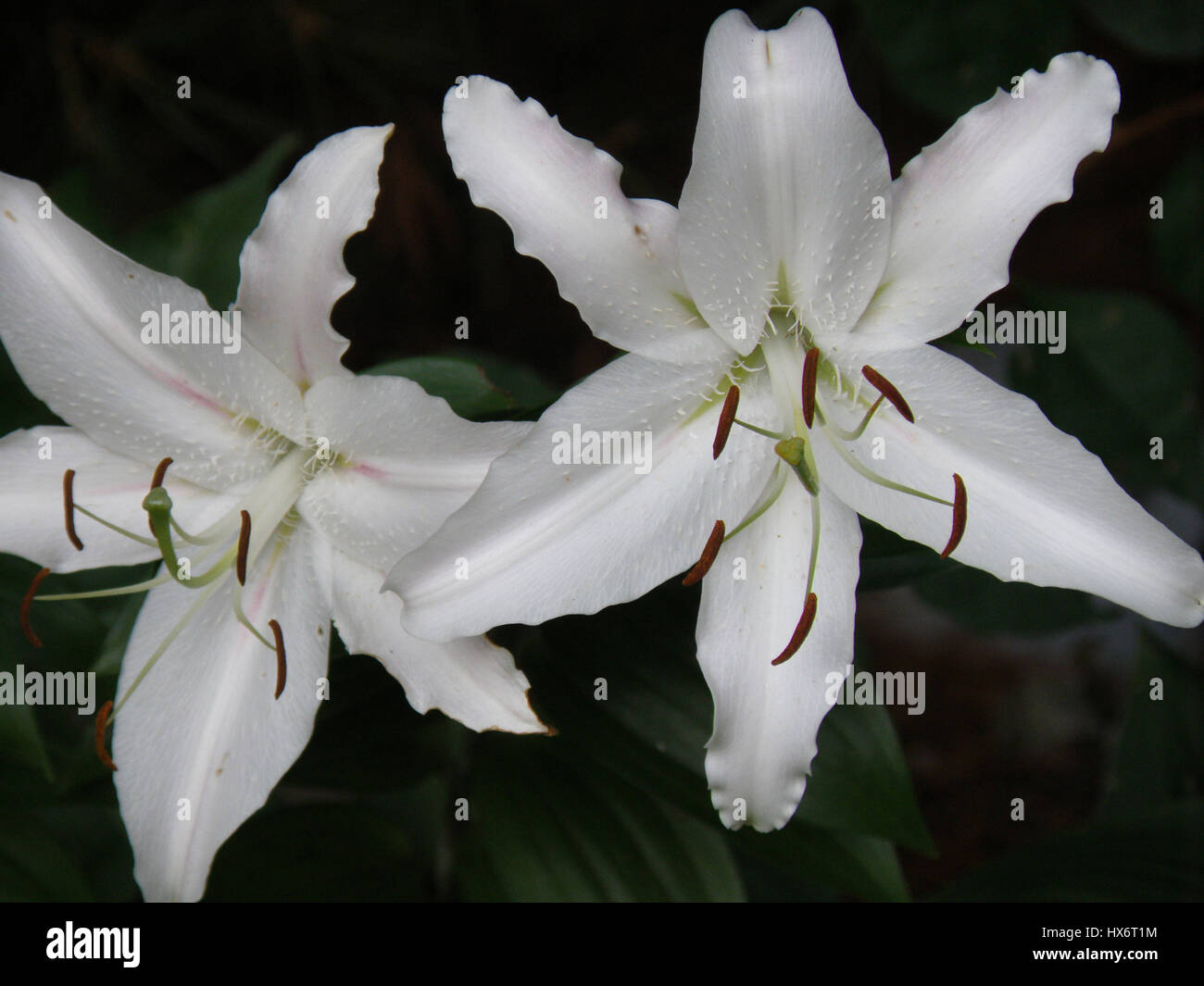 Flowering pair of white stargazer lilies in a garden Stock Photo - Alamy