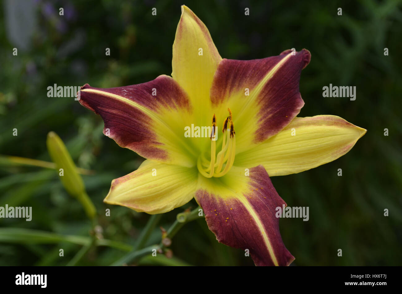 Unusual colored flowering lily in a garden Stock Photo - Alamy