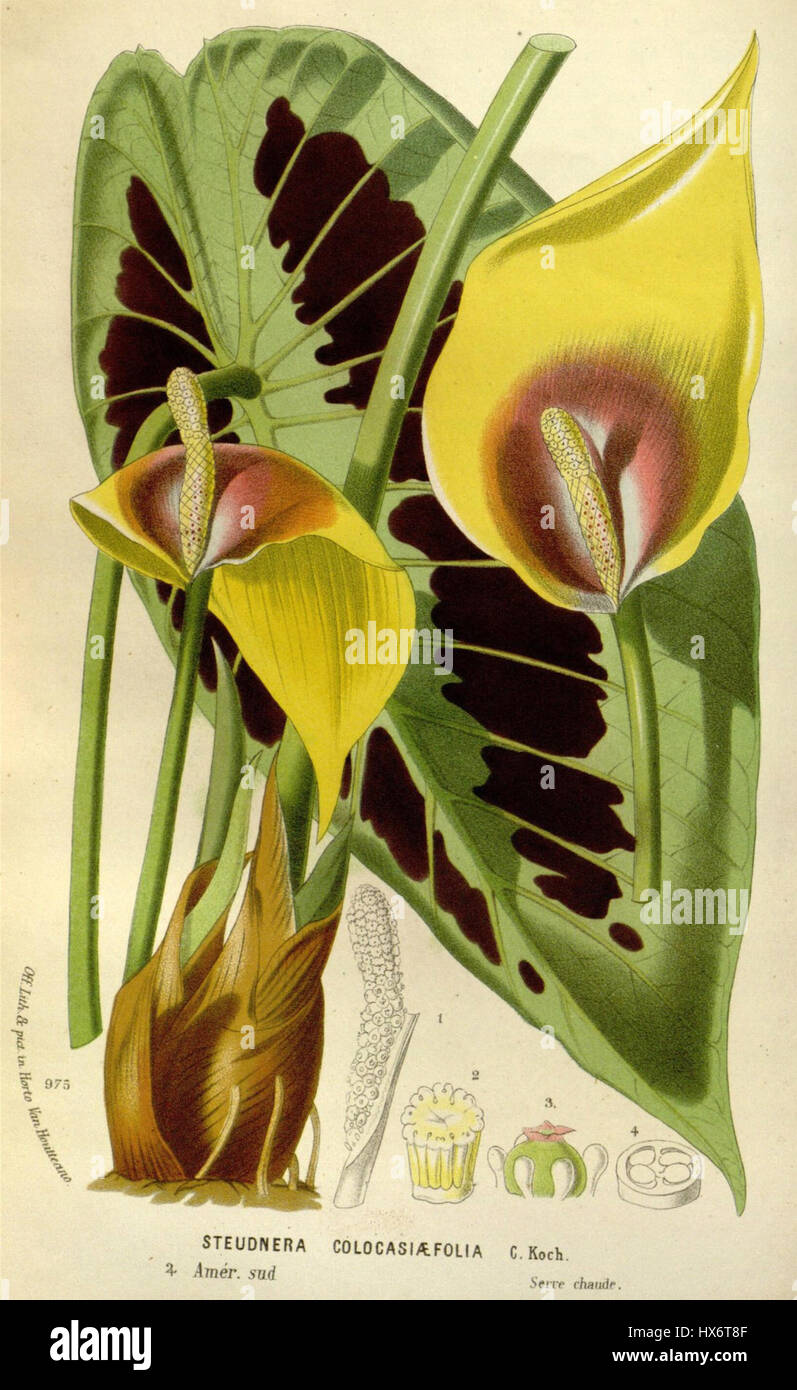 Steudnera discolor hi-res stock photography and images - Alamy