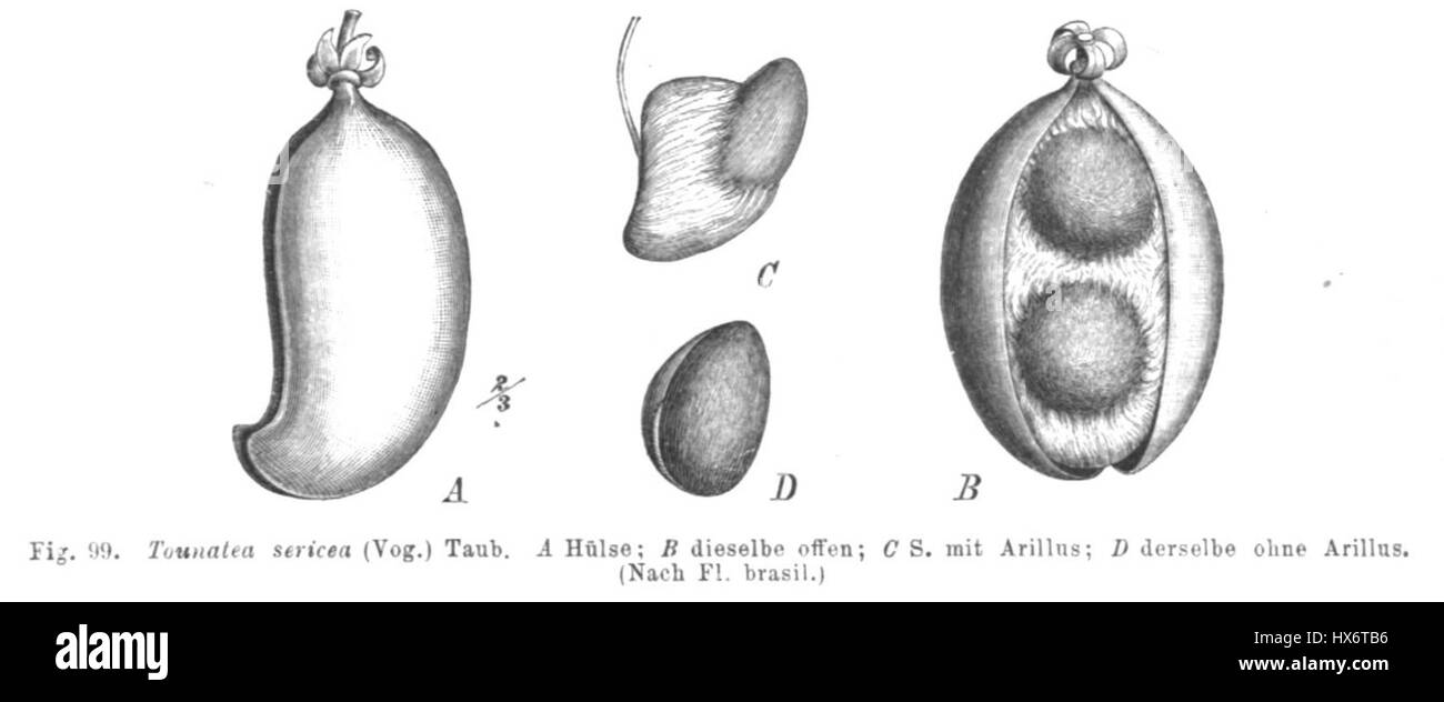 *Swartzia sericea* is a species of plant in the *Fabaceae* family ...