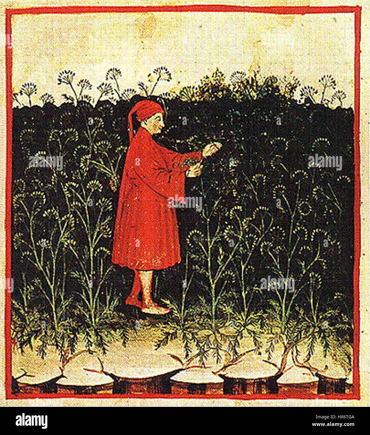 The Tacuin Fenouil is an illuminated manuscript from the Middle Ages ...