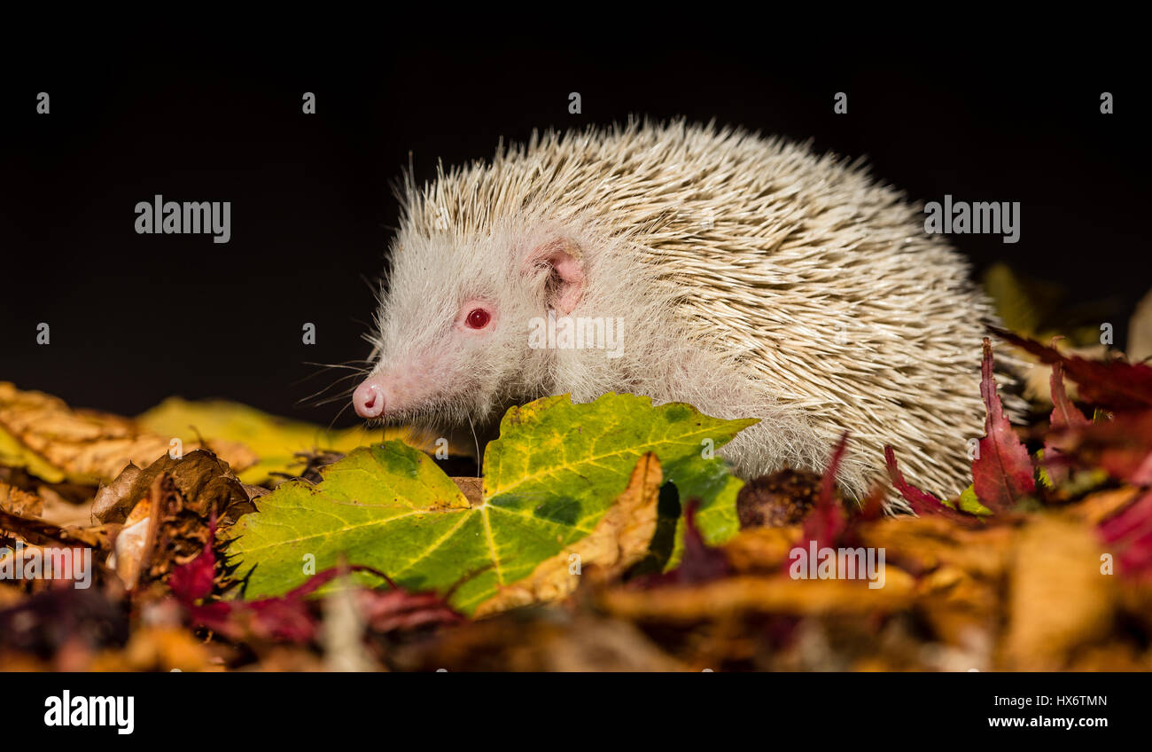 Hedgehog Nose High Resolution Stock Photography and Images - Alamy