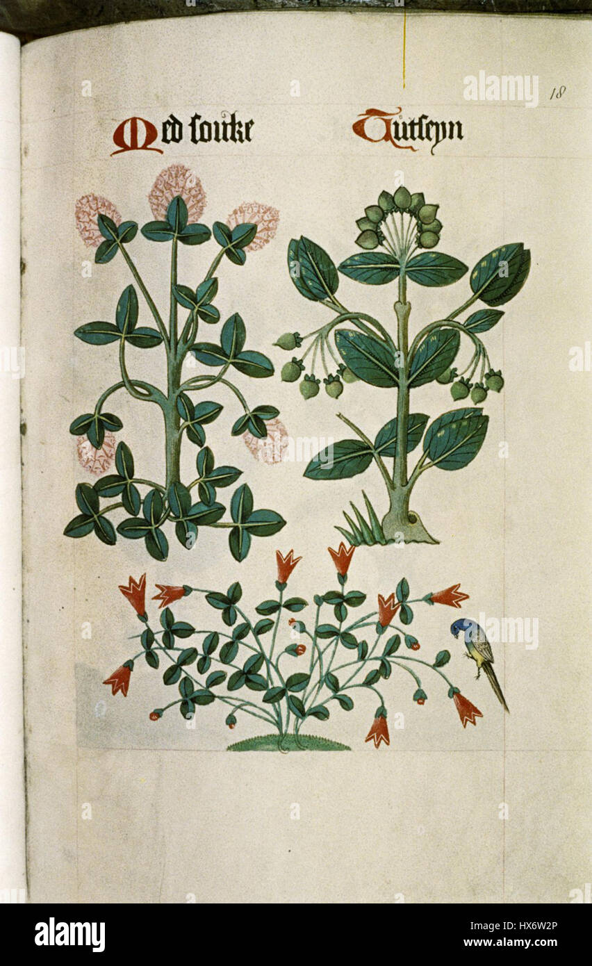 The Tudor pattern book MS. Ashmole 1504 is a manuscript containing ...