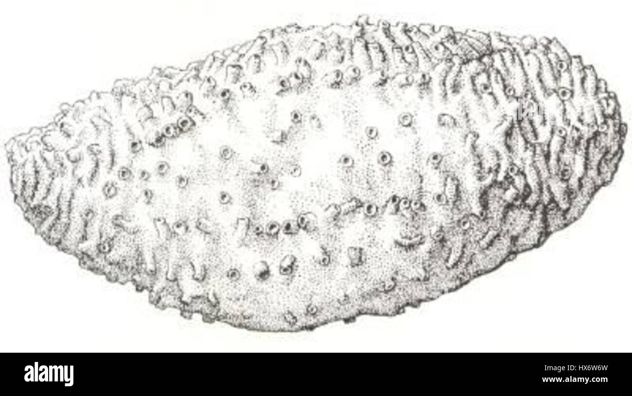 'Thyone pseudofusus' by Deichmann, created in 1930, is a detailed ...