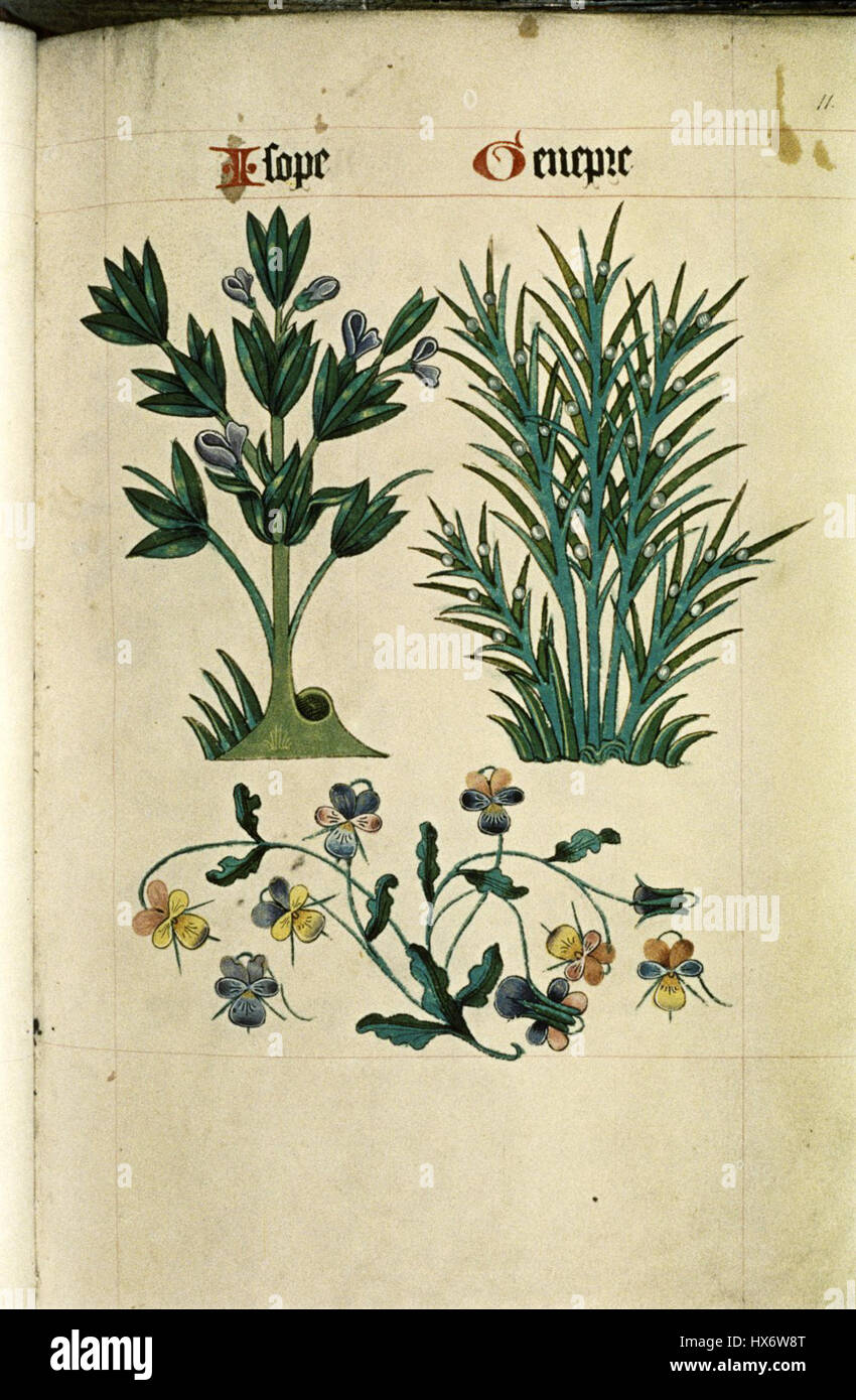 The Tudor pattern book MS. Ashmole 1504 is a manuscript containing ...