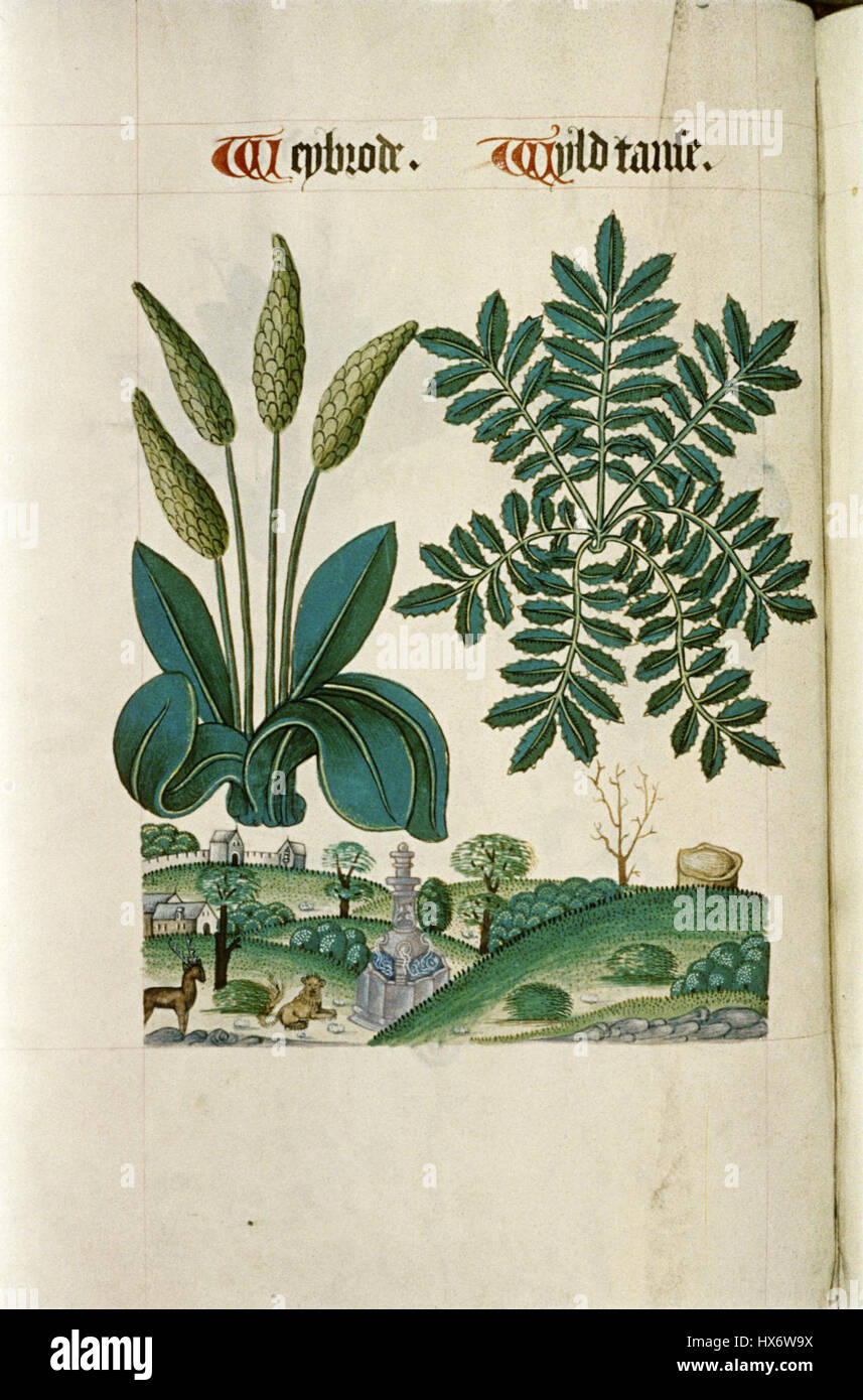 The Tudor pattern book, MS. Ashmole 1504, is a significant manuscript ...