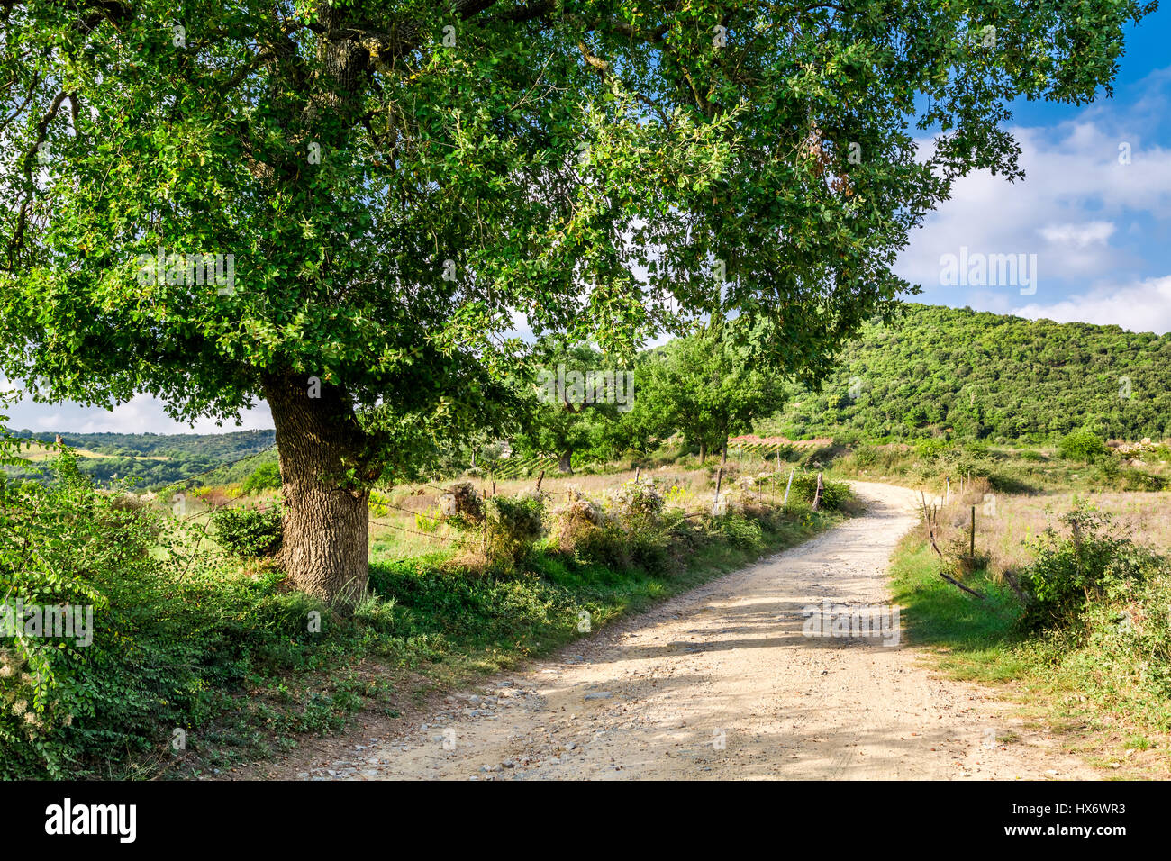Small grove of trees in a field hi-res stock photography and images - Alamy