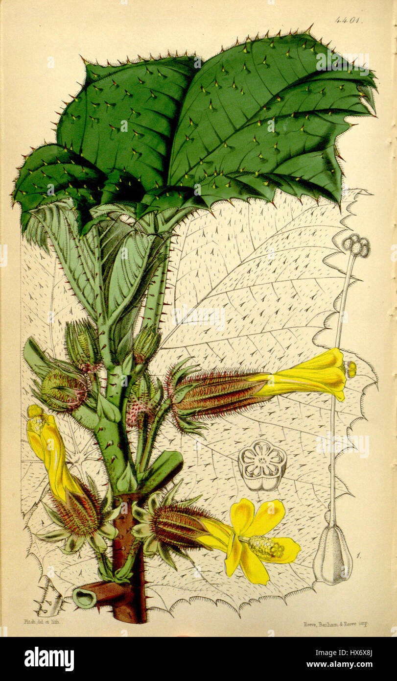 This botanical illustration from the 'Botanical Magazine' (1848) shows ...