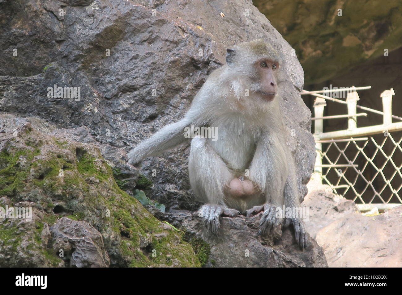 Tree dwelling apes hi-res stock photography and images - Alamy