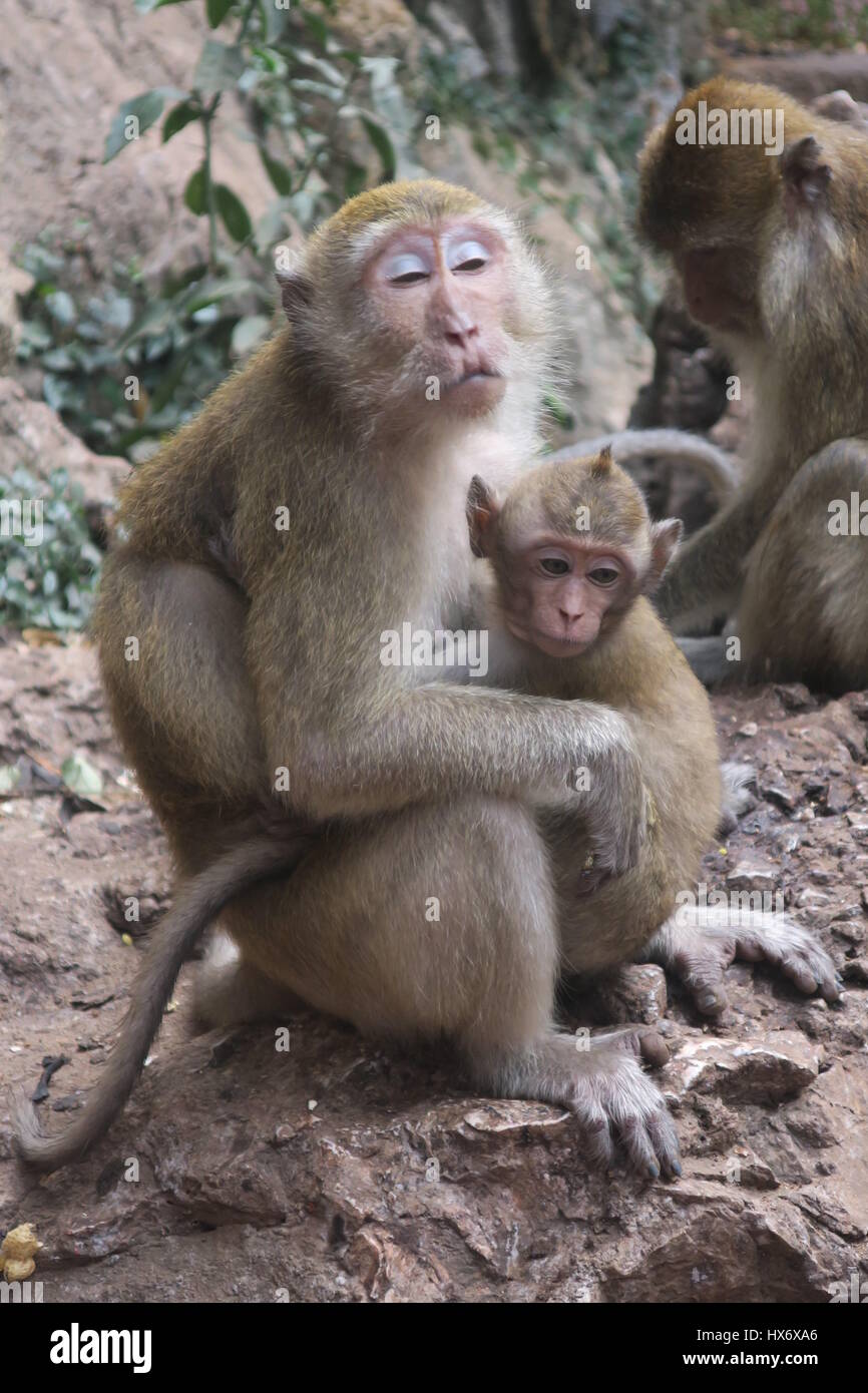 A mother monkey is taking care of its young at the temple in Phuket in ...