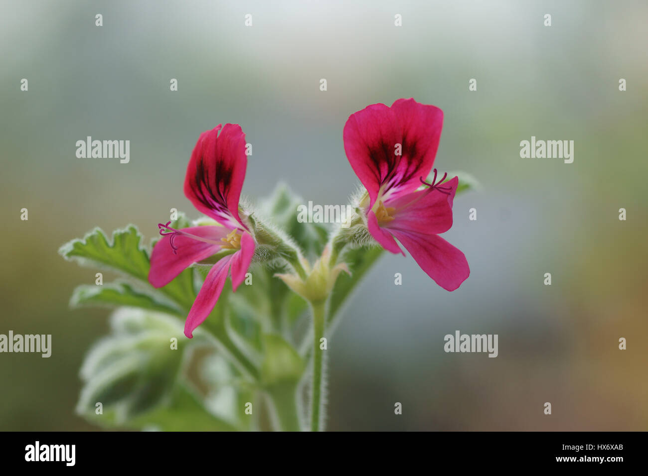 Pelargonium Radula High Resolution Stock Photography and Images - Alamy
