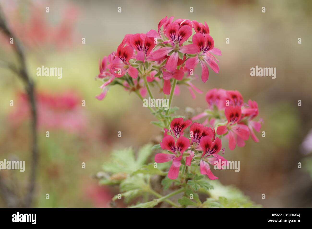 Pelargonium Radula High Resolution Stock Photography and Images - Alamy