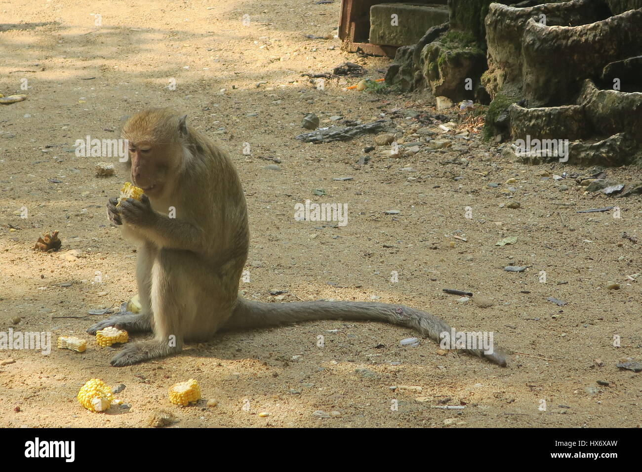A small monkey with very long tail is eating corn on a sandy ground ...