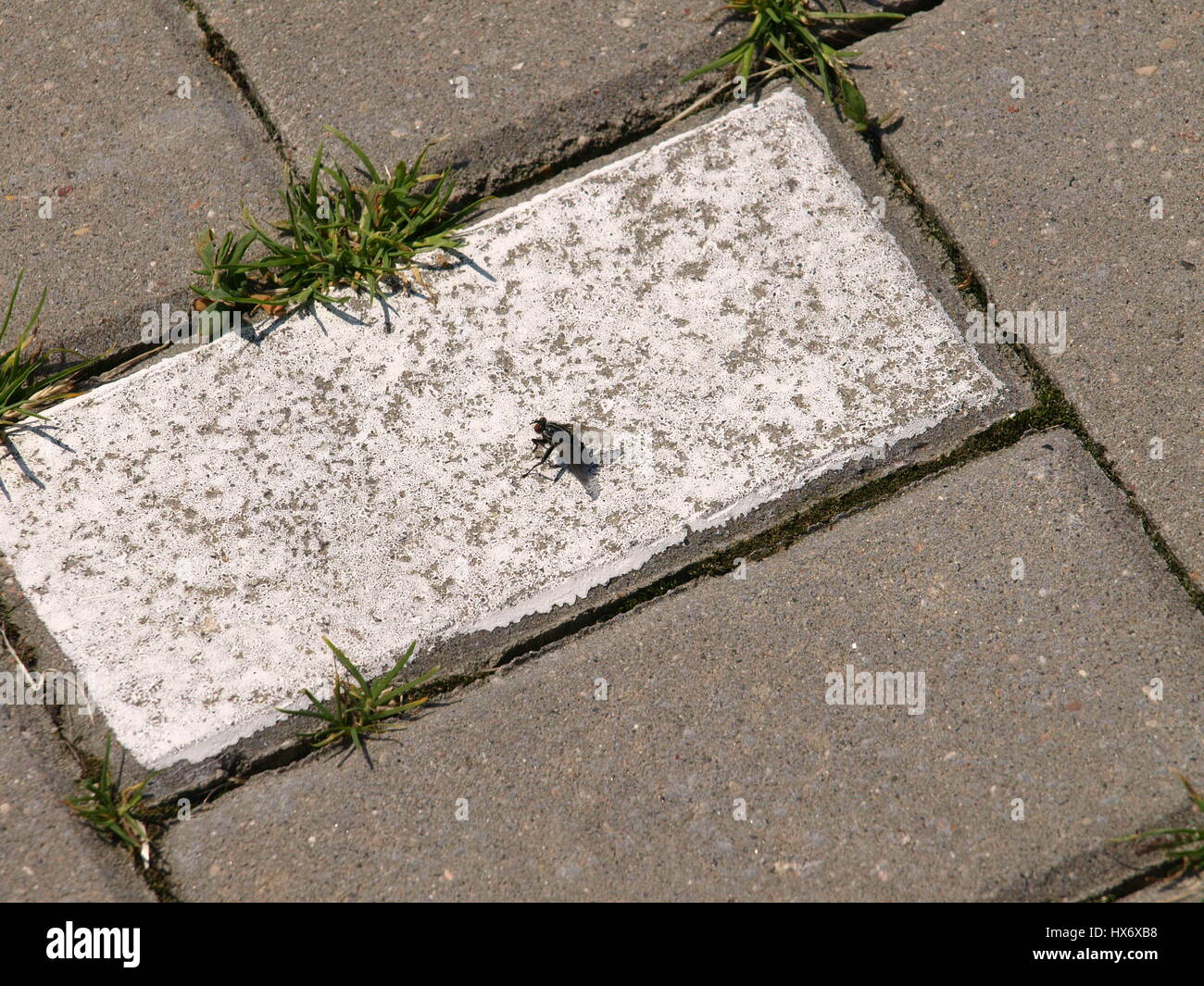 Pavement insect hi-res stock photography and images - Alamy