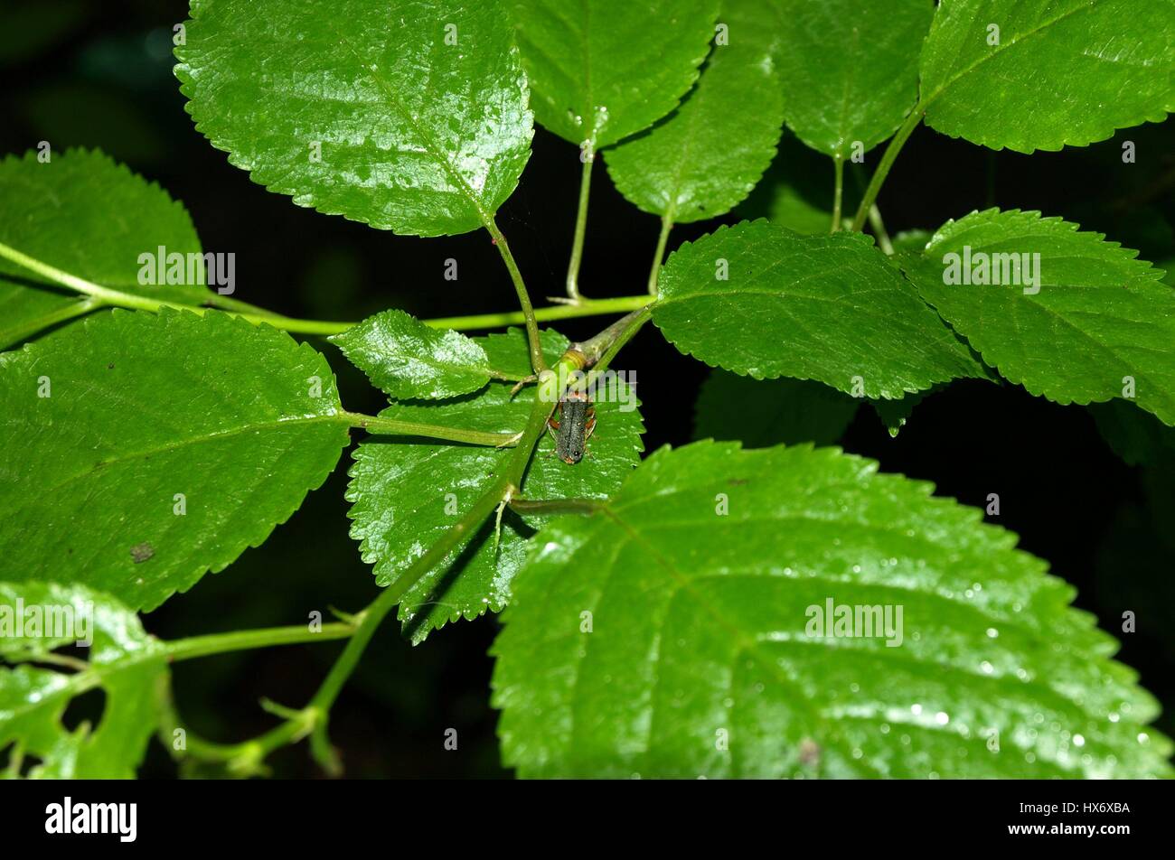 Plants arthropod hi-res stock photography and images - Alamy