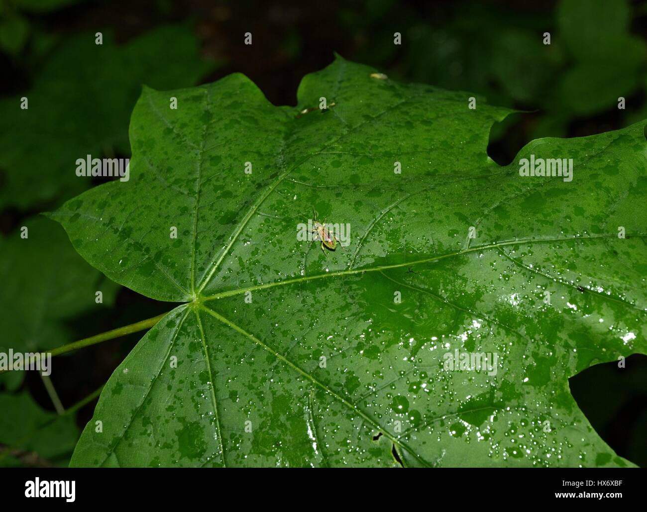 Insect on plant's leaf Stock Photo - Alamy