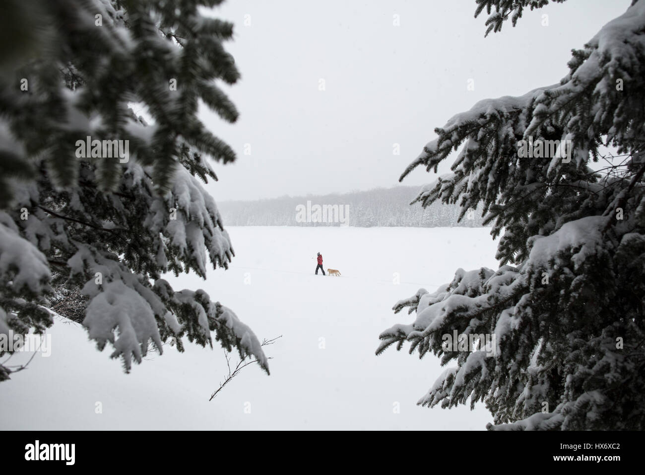 A lady snowshoes with a Yellow Labrador Retriever (yellow lab) dog ...