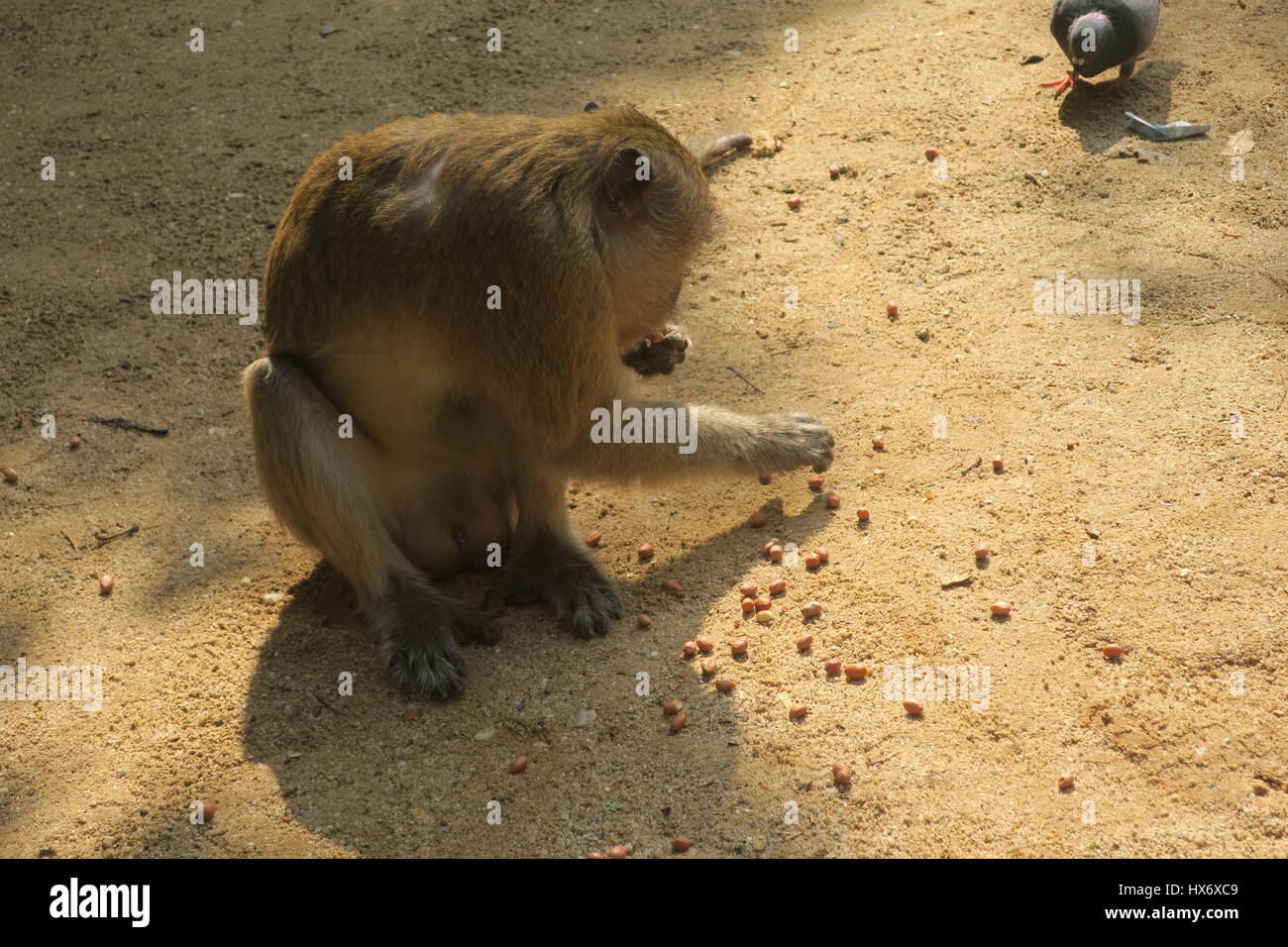 The monkey and the pigeon are eating peanuts on a sandy ground at a ...